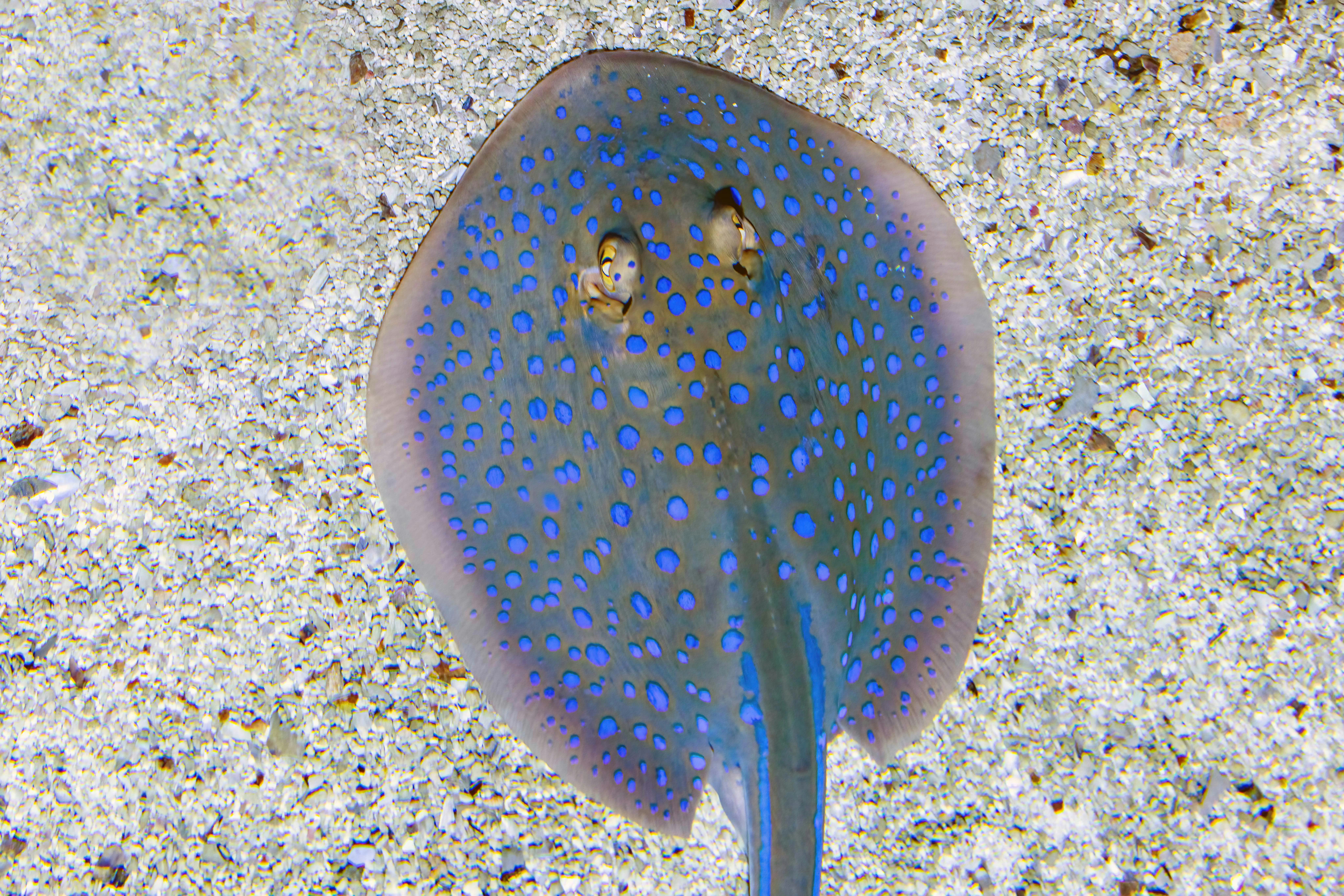 Underwater Elegance: The Blue-Spotted Ray