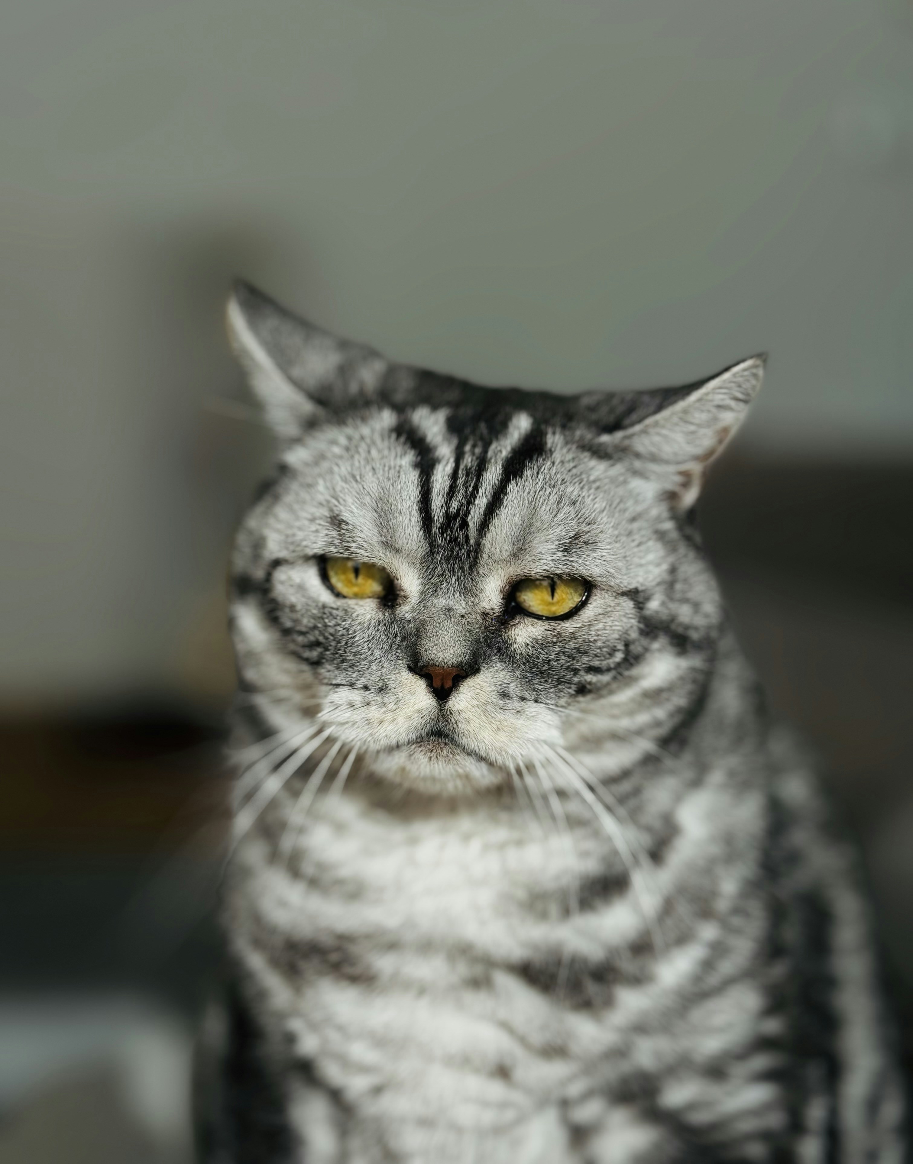 Grumpy Cat Pictures | Download Free Images on Unsplash