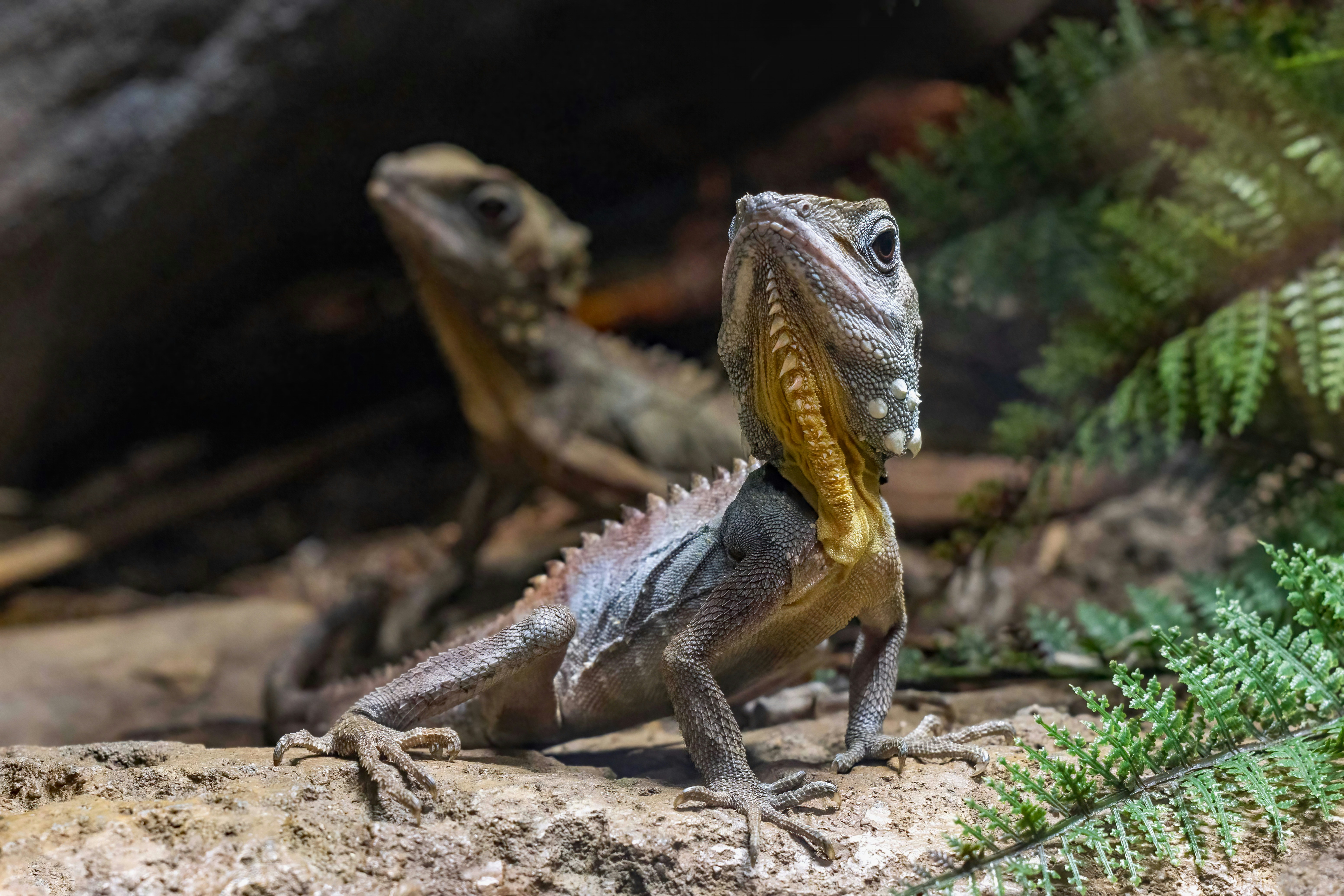 A couple of Boyd's Forest Dragons, looking like miniature dinosaurs. | Two lizards on a rock with foliage.