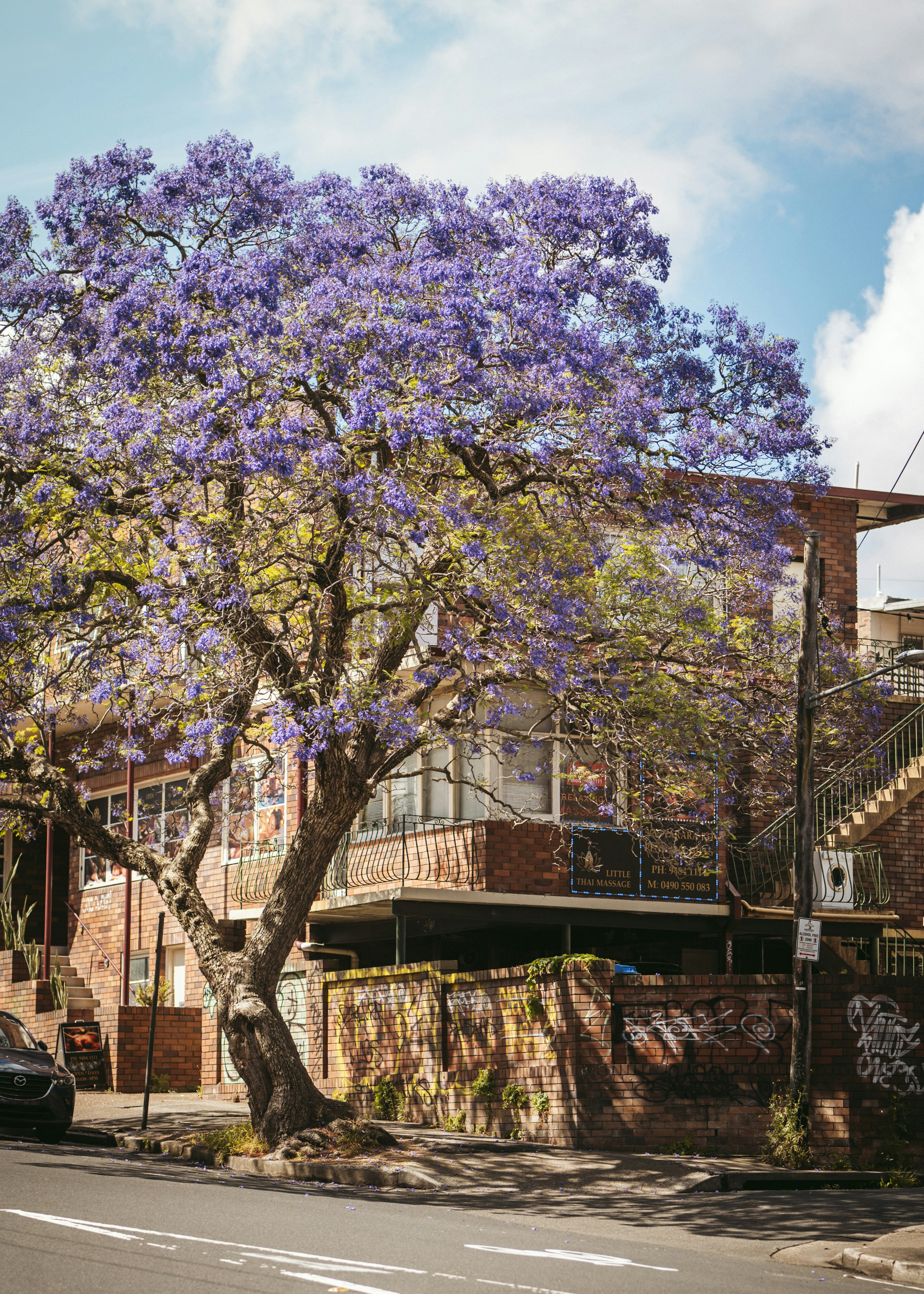Blooming jacaranda tree in front of brick building