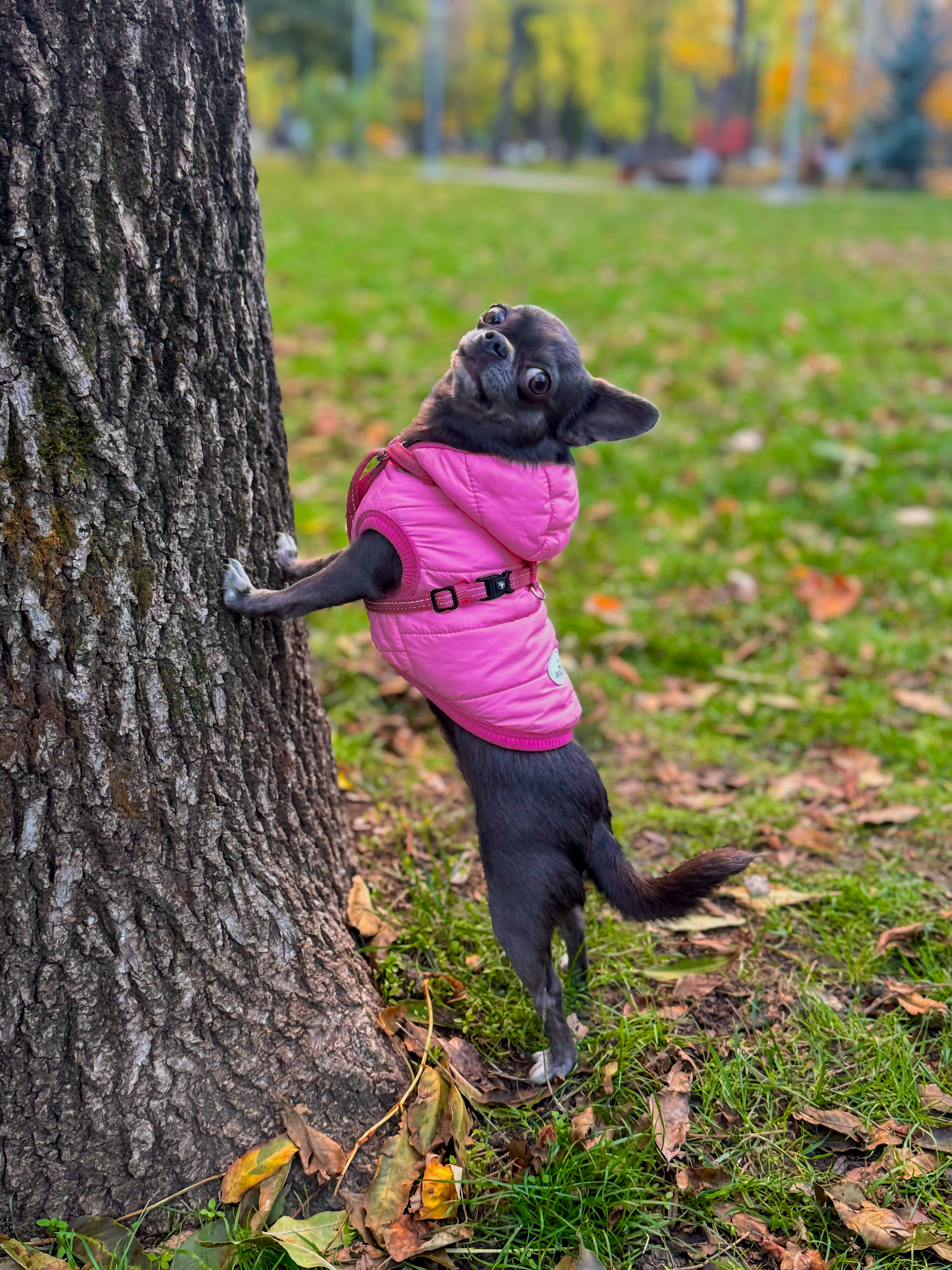 Pocket-Sized Explorer: Tiny Pup in a Pink Jacket Clings to a Park Tree