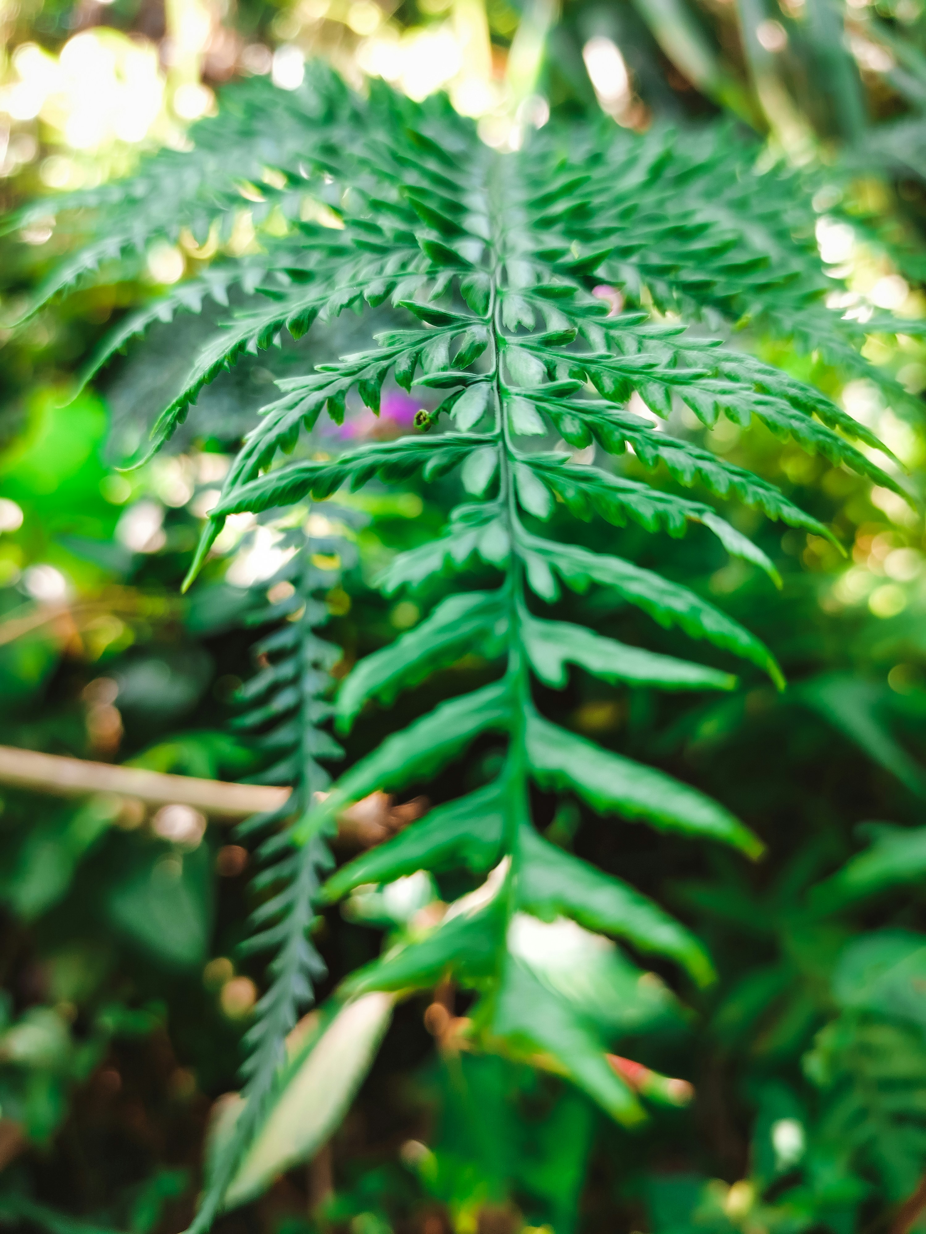 Sample photo from Honor X7b