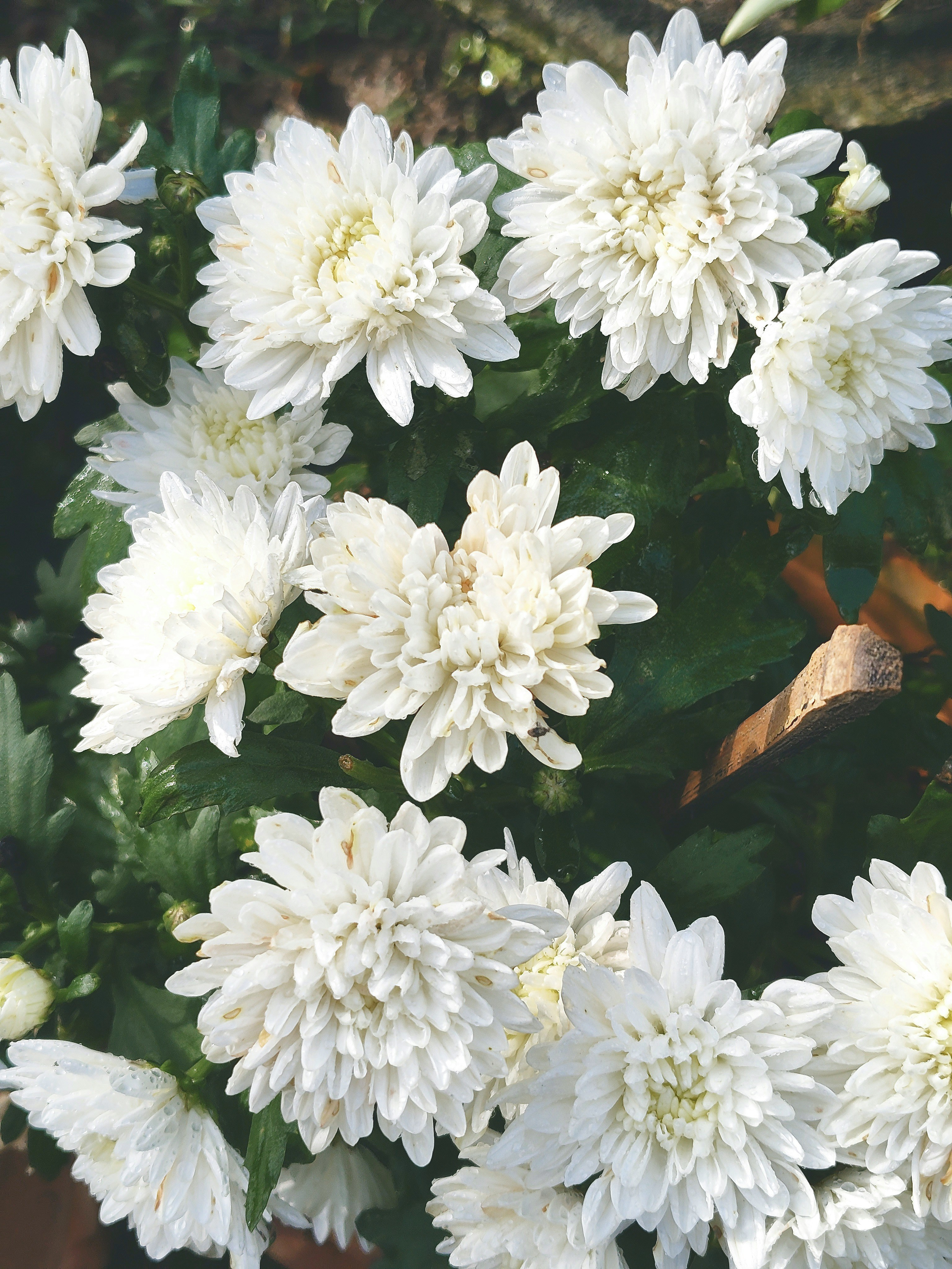 A cluster of white chrysanthemums with green leaves.