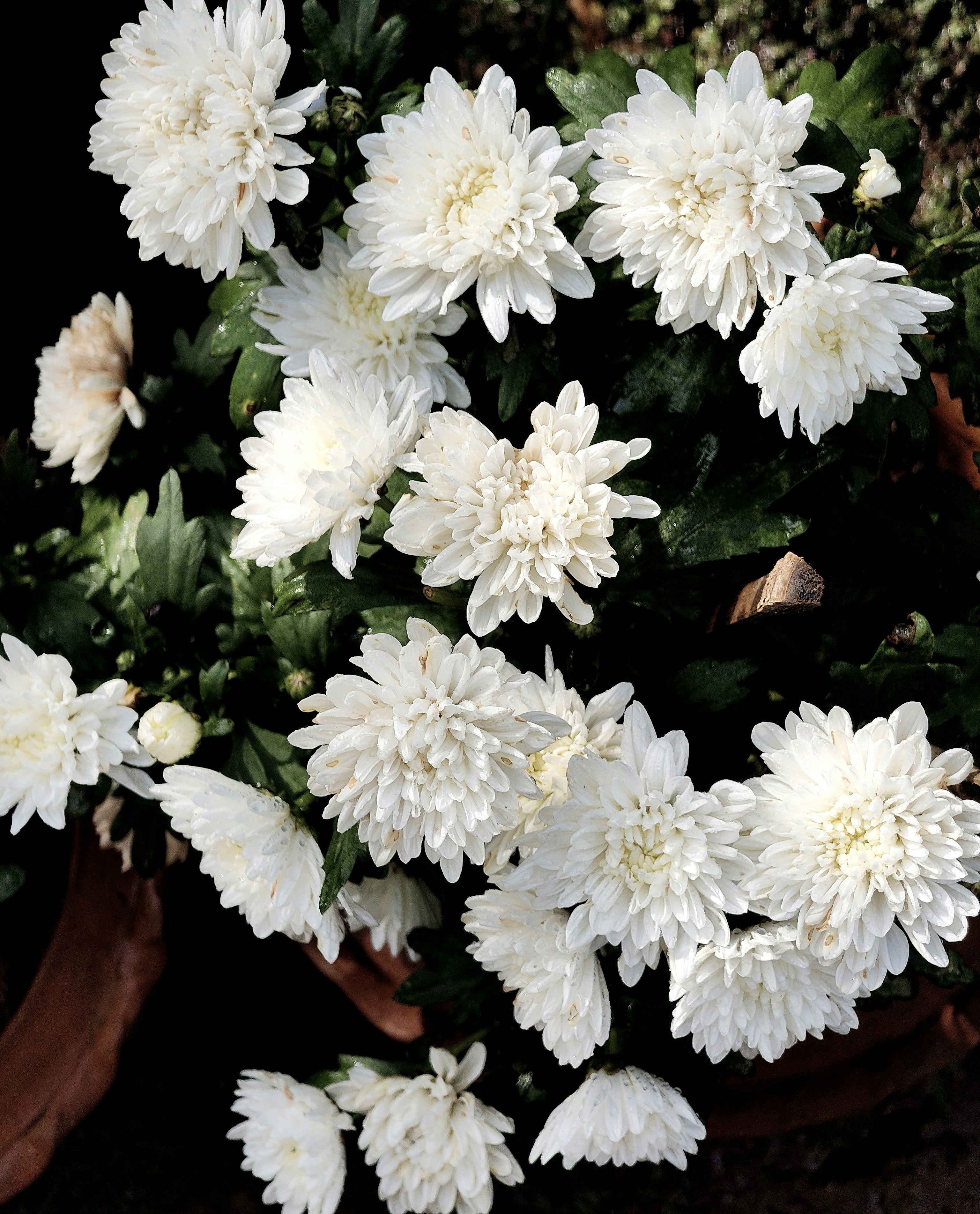 Sunlit Pompon Chrysanthemums: a Quiet Mosaic of White Blossoms