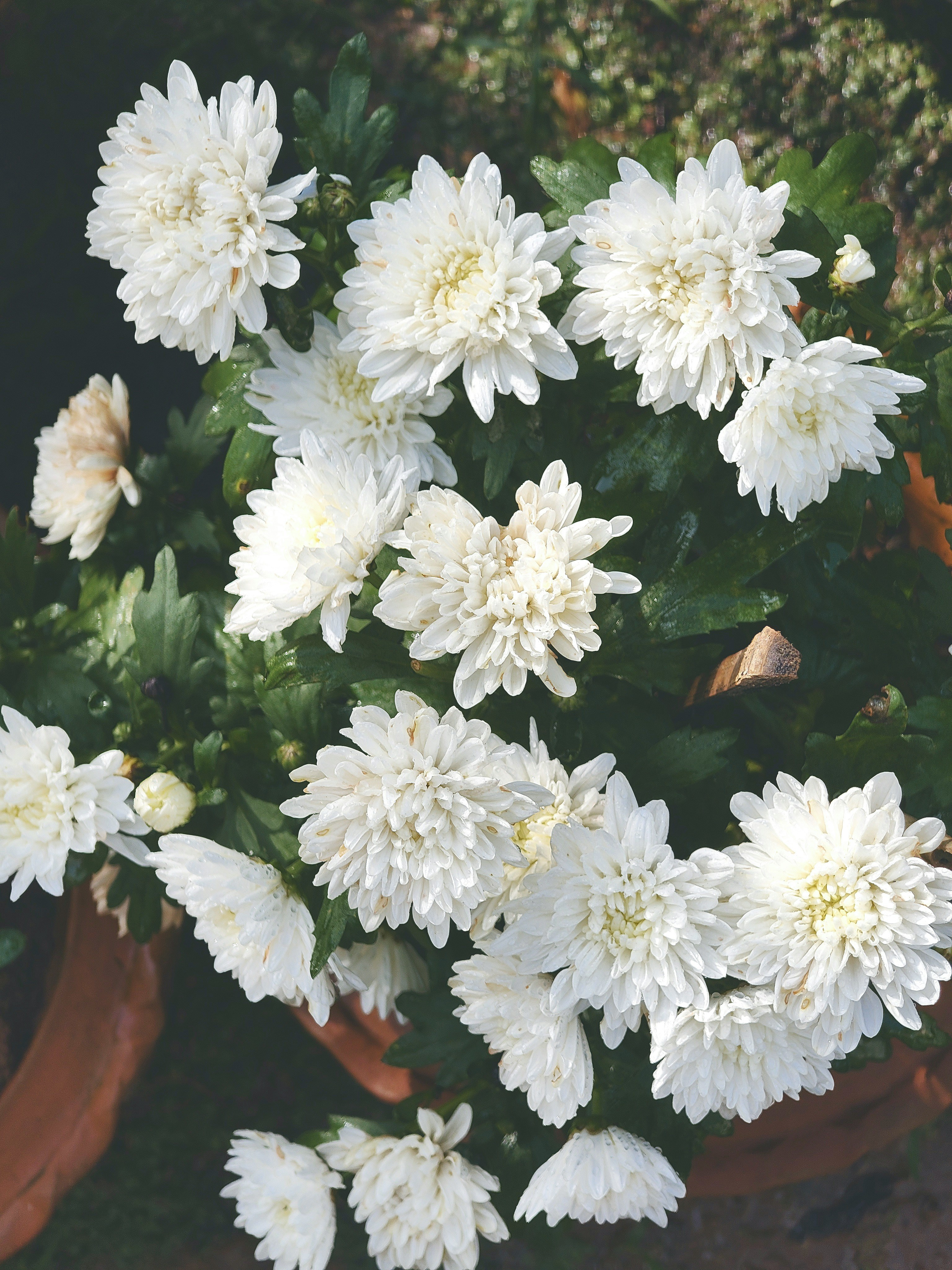 Sample photo from Nothing Phone 3a Pro