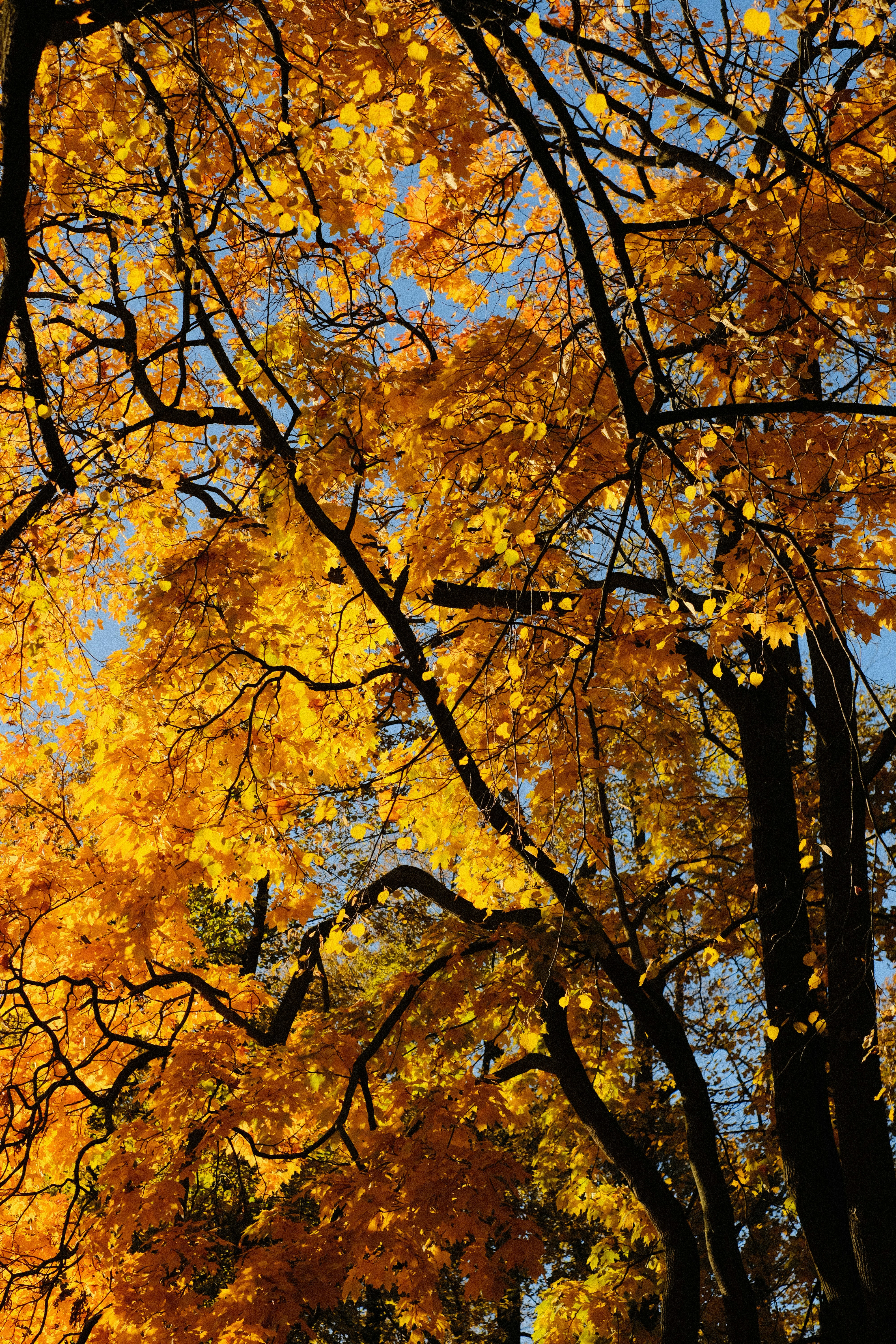 Vibrant golden leaves fill the branches of trees against a clear blue sky, showcasing the beauty of autumn's transition.