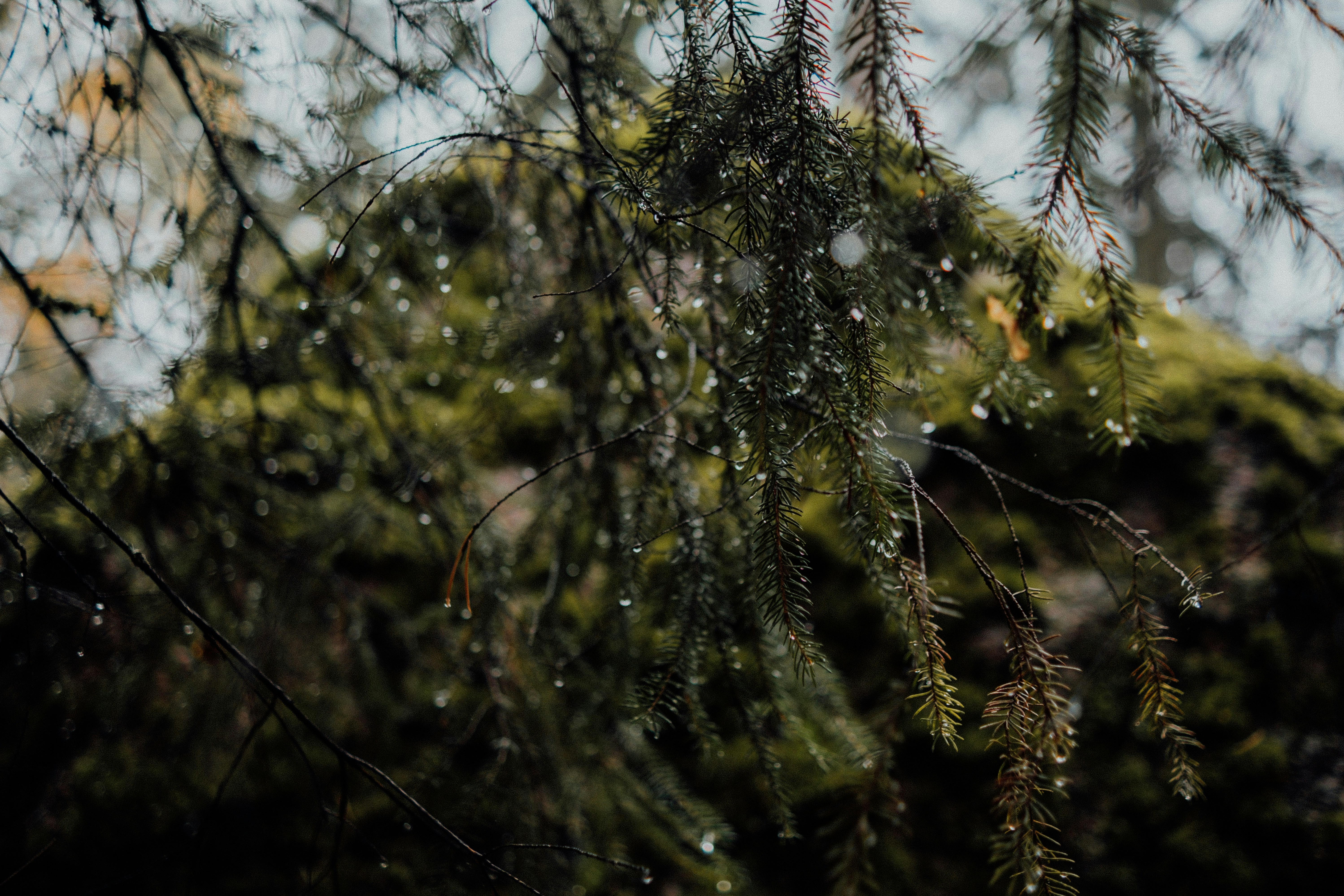 Raindrops on mossy branches in a forest.