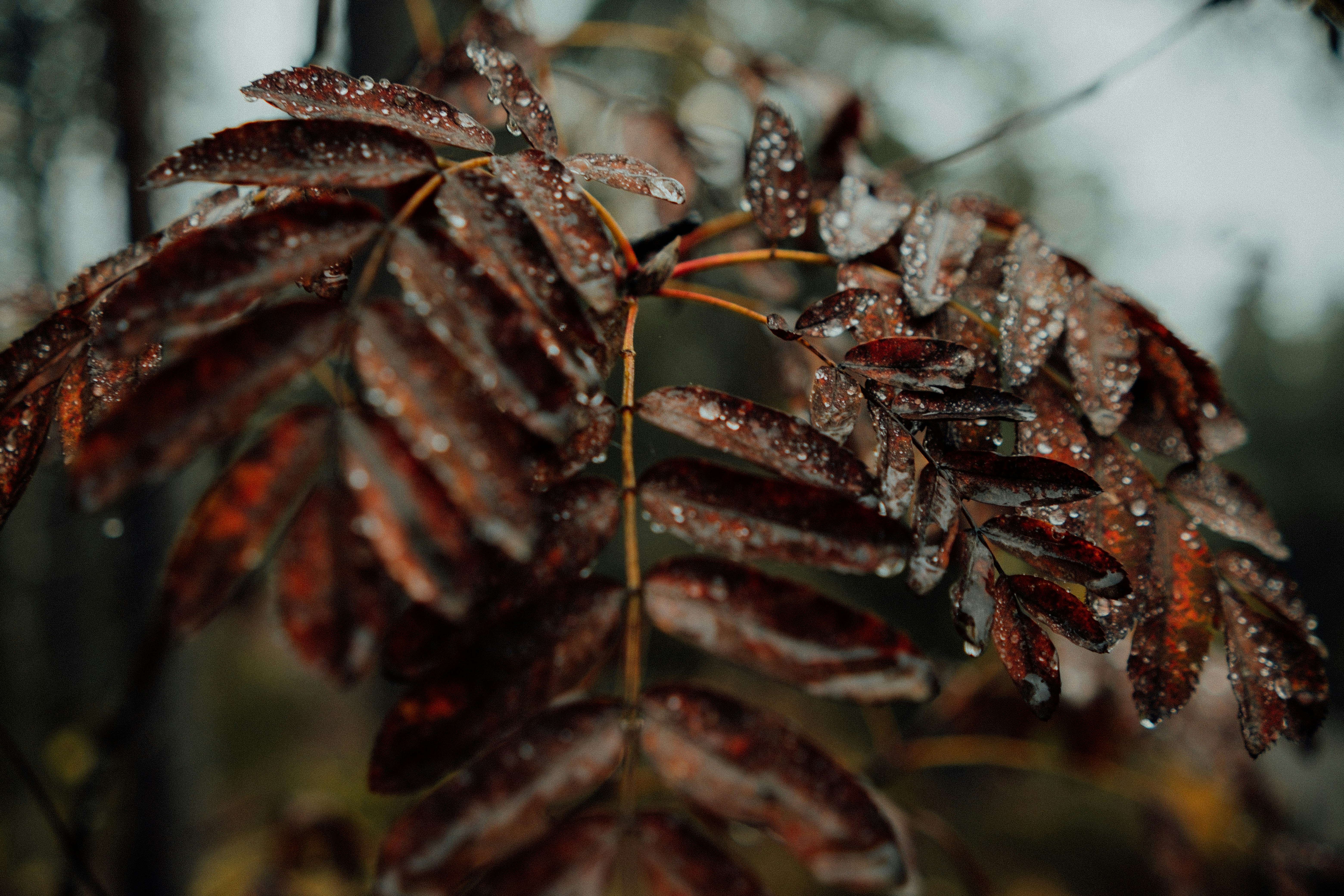 Close-up of vibrant autumn leaves adorned with glistening raindrops, showcasing the intricate details of nature's palette.
