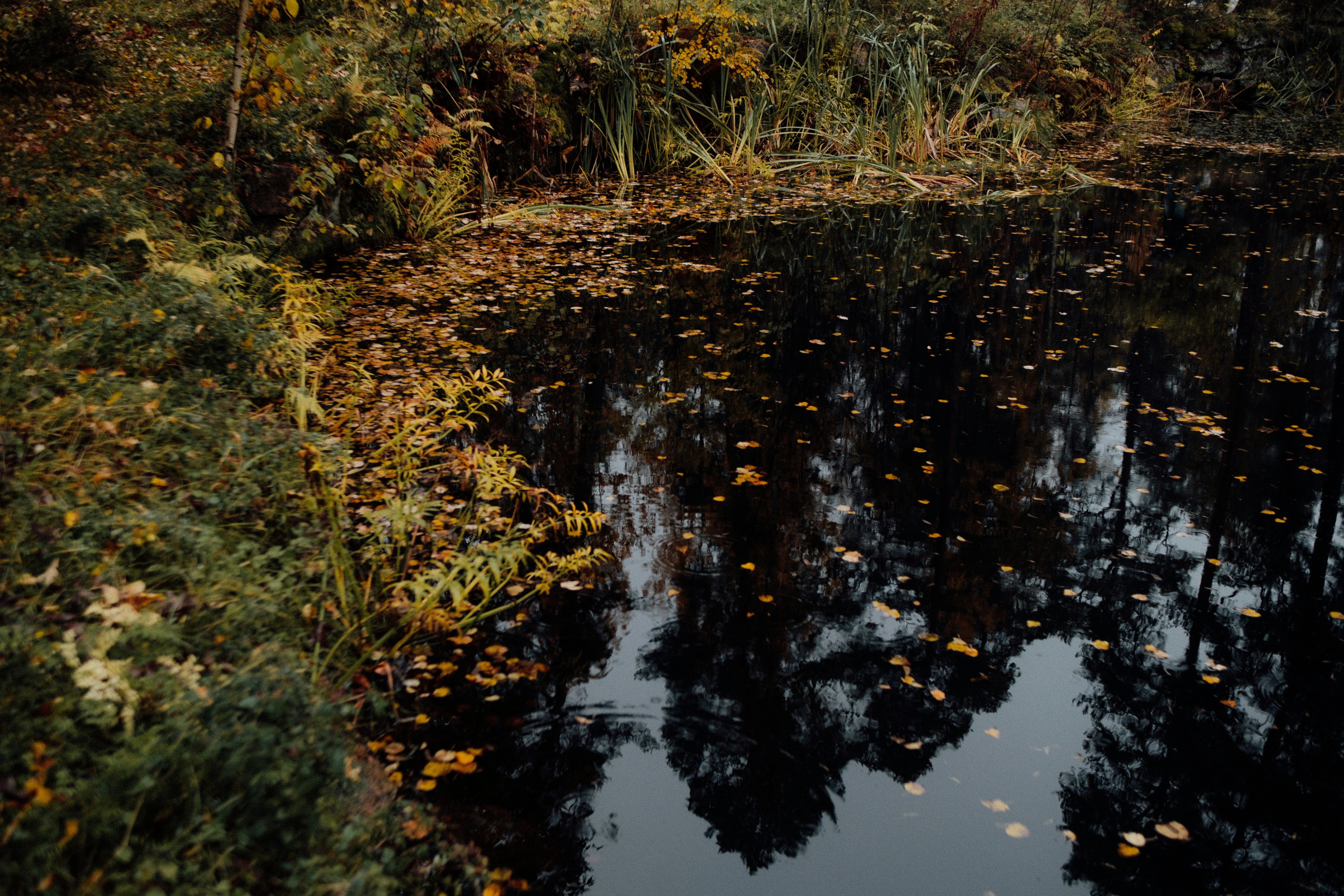 Still pond surrounded by autumn foliage, with fallen leaves creating a mosaic on the water's surface.