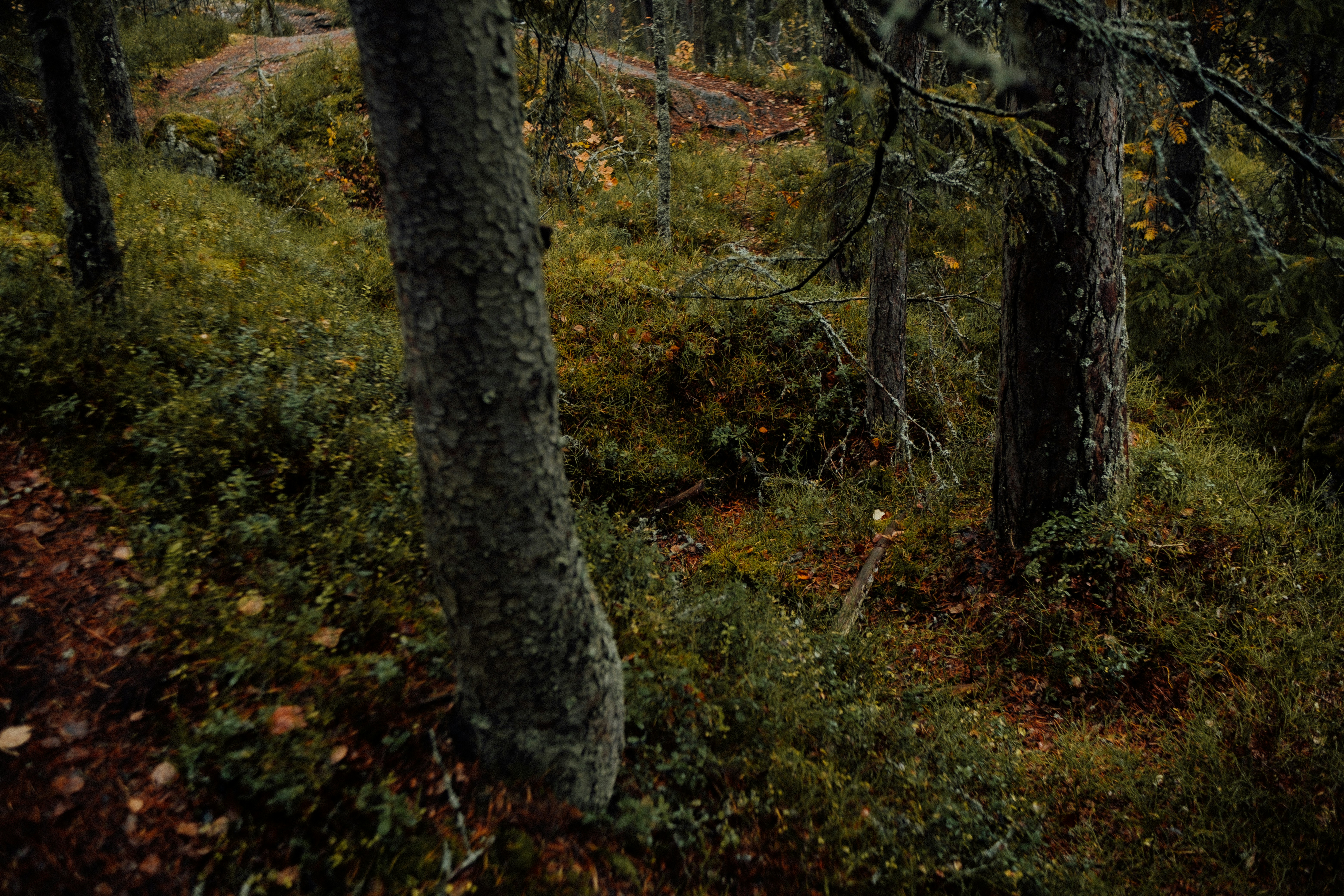 A dense forest floor with moss and fallen leaves.