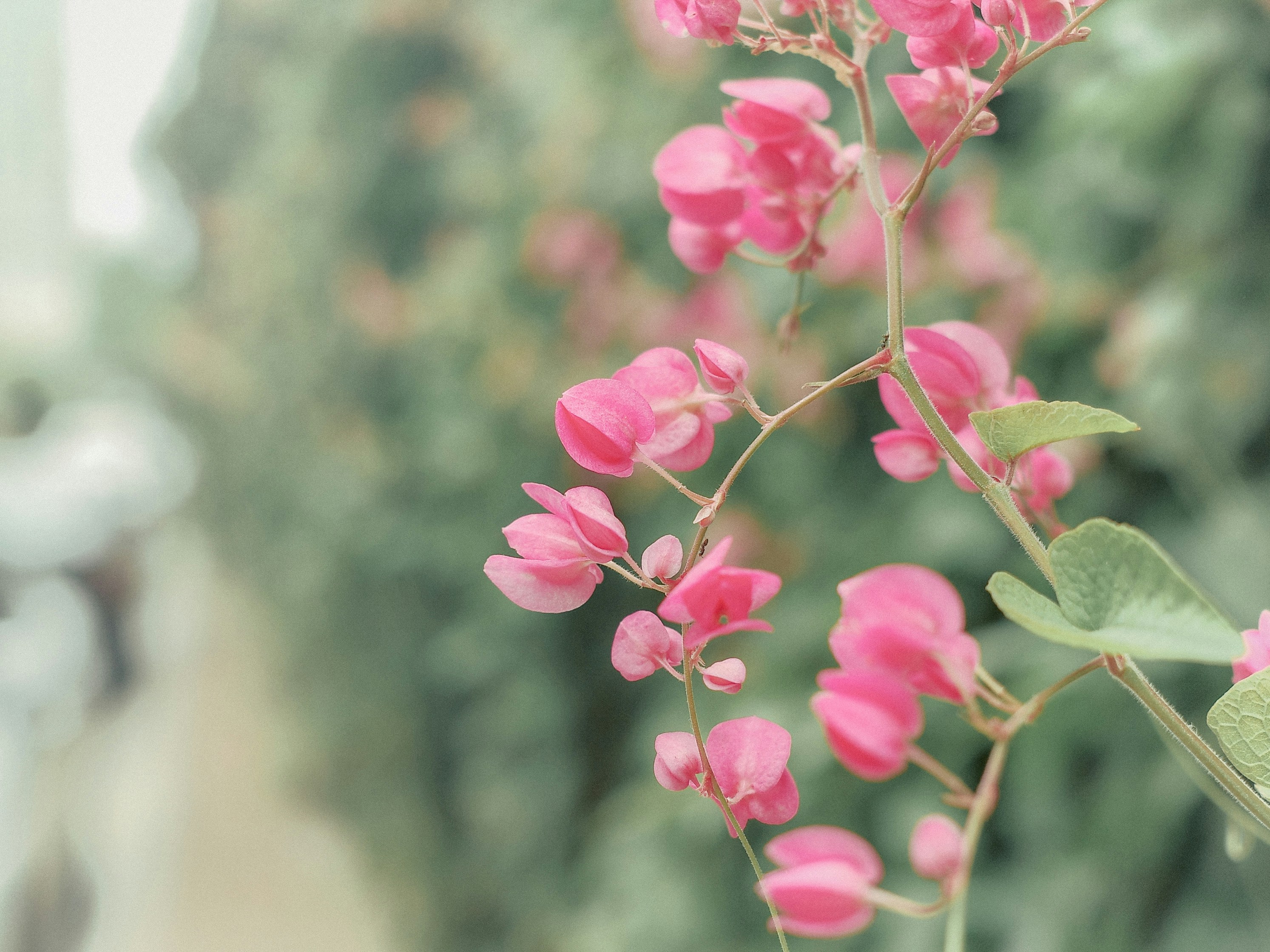 Delicate pink flowers blooming on a vine.