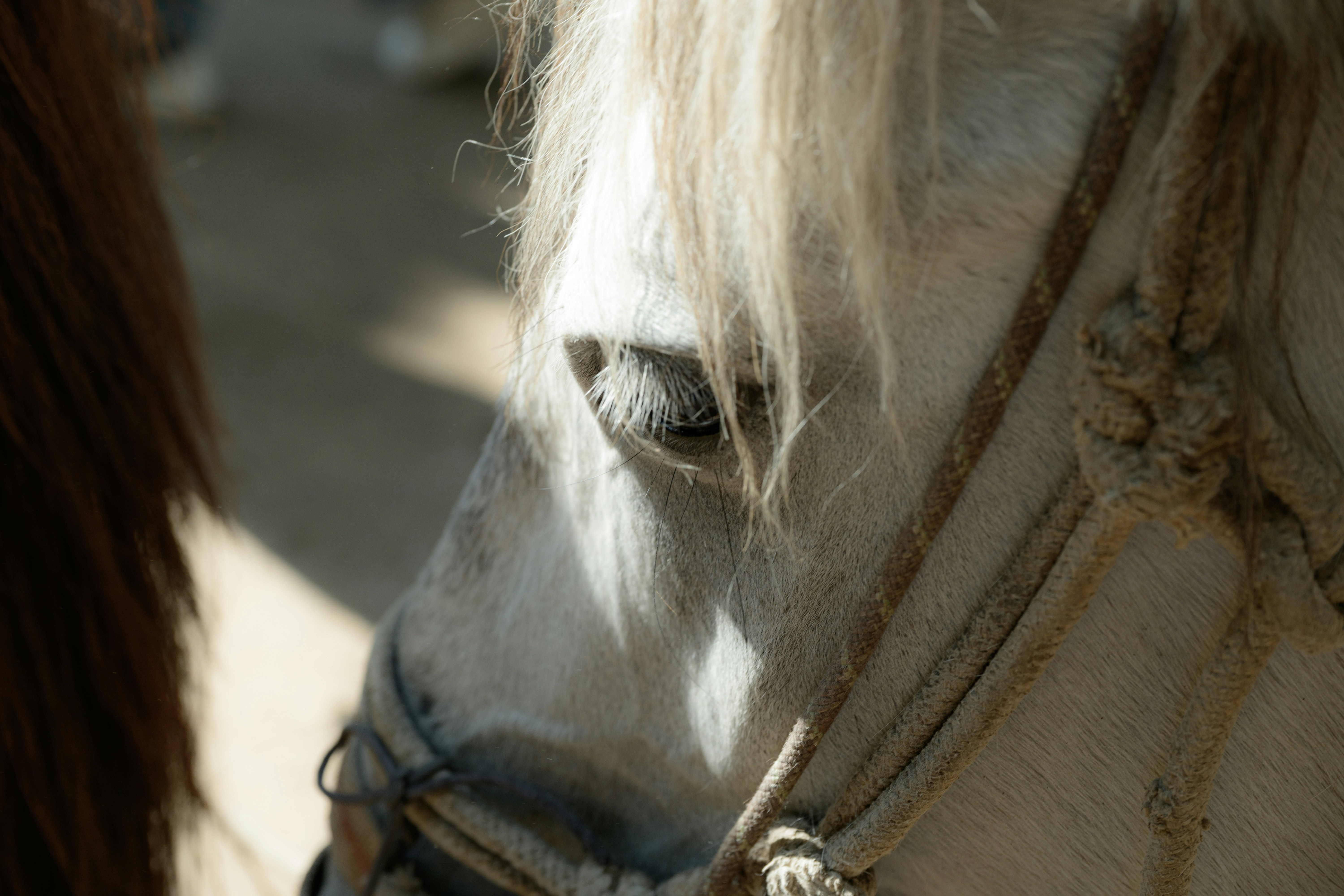 Close-up of a white horse's face with bridle