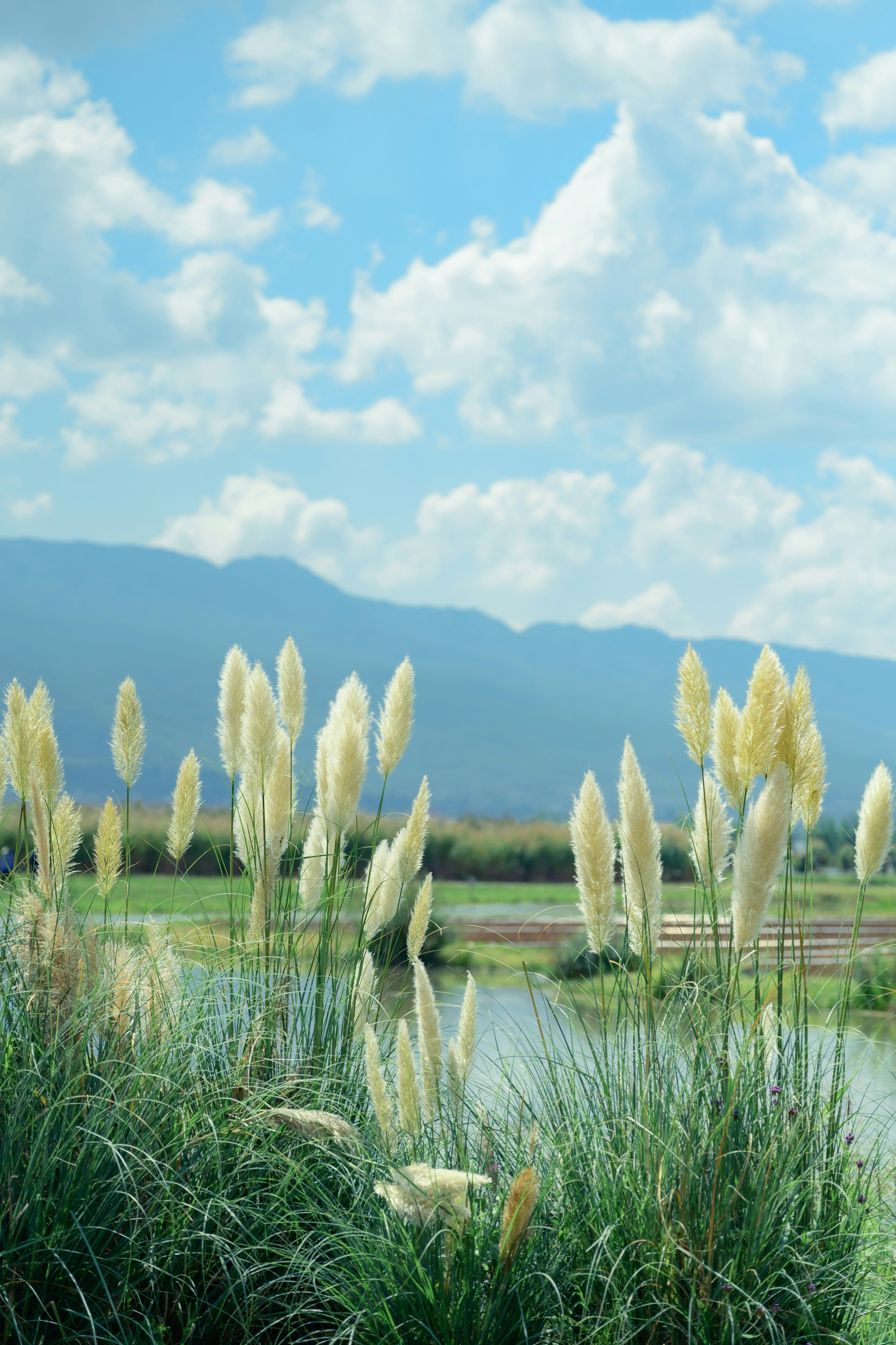 Whispers of the Wind: Pampas Grass in Tranquil Harmony