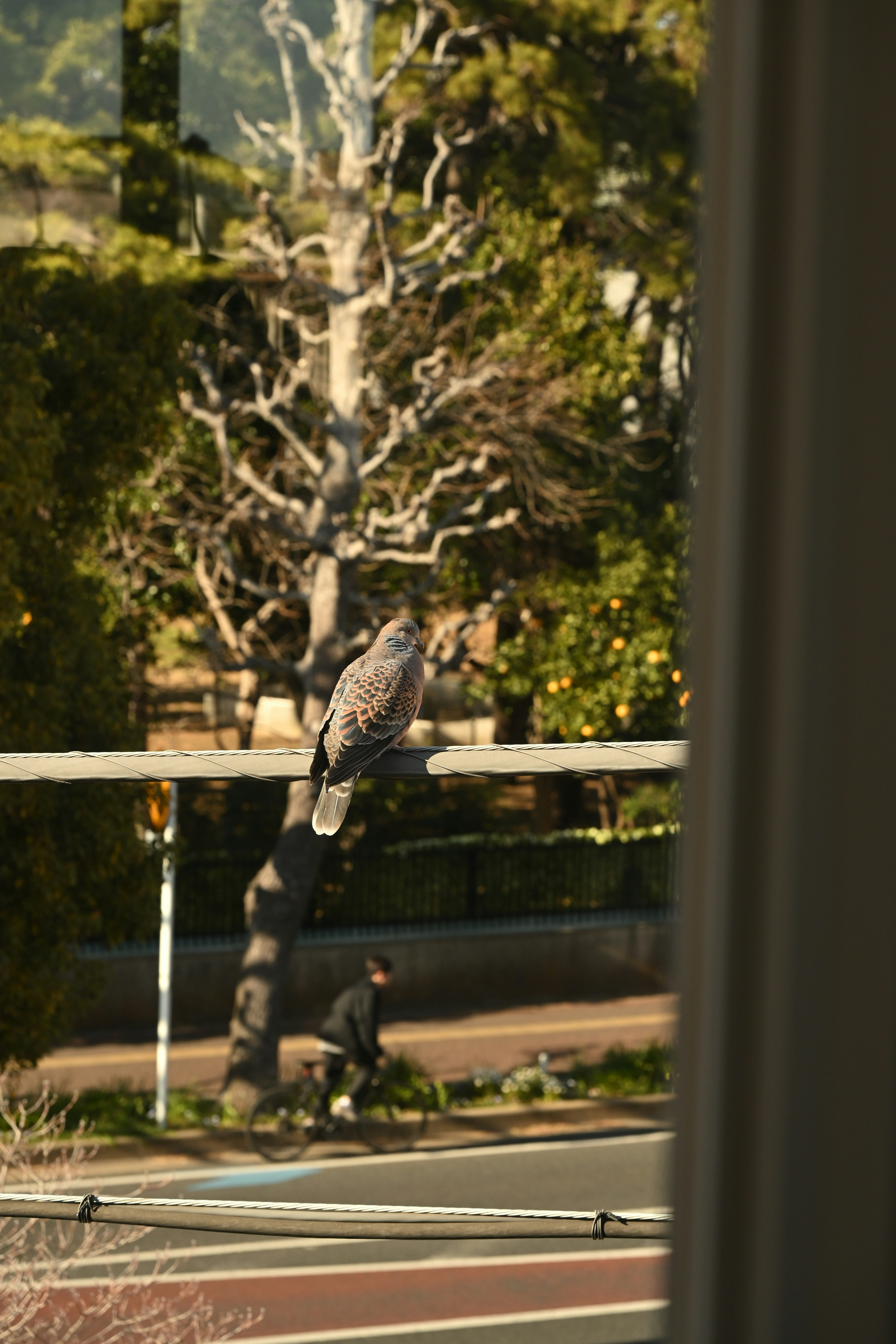 A hawk perched on a railing, surveying a bustling street below, framed by lush greenery and distant trees.