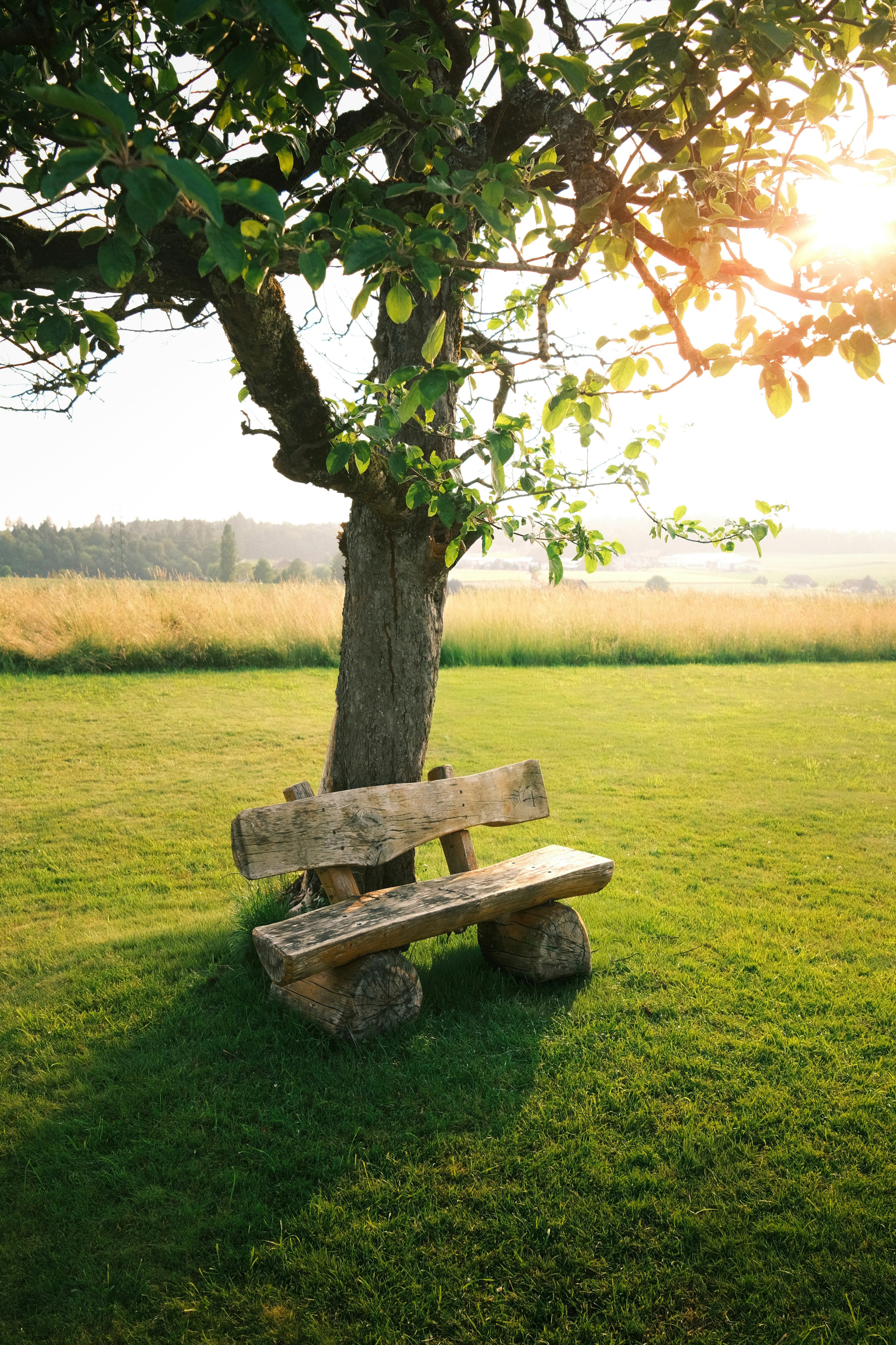Sitzbank in der Abendsonne | Wooden bench under a tree in a grassy field.