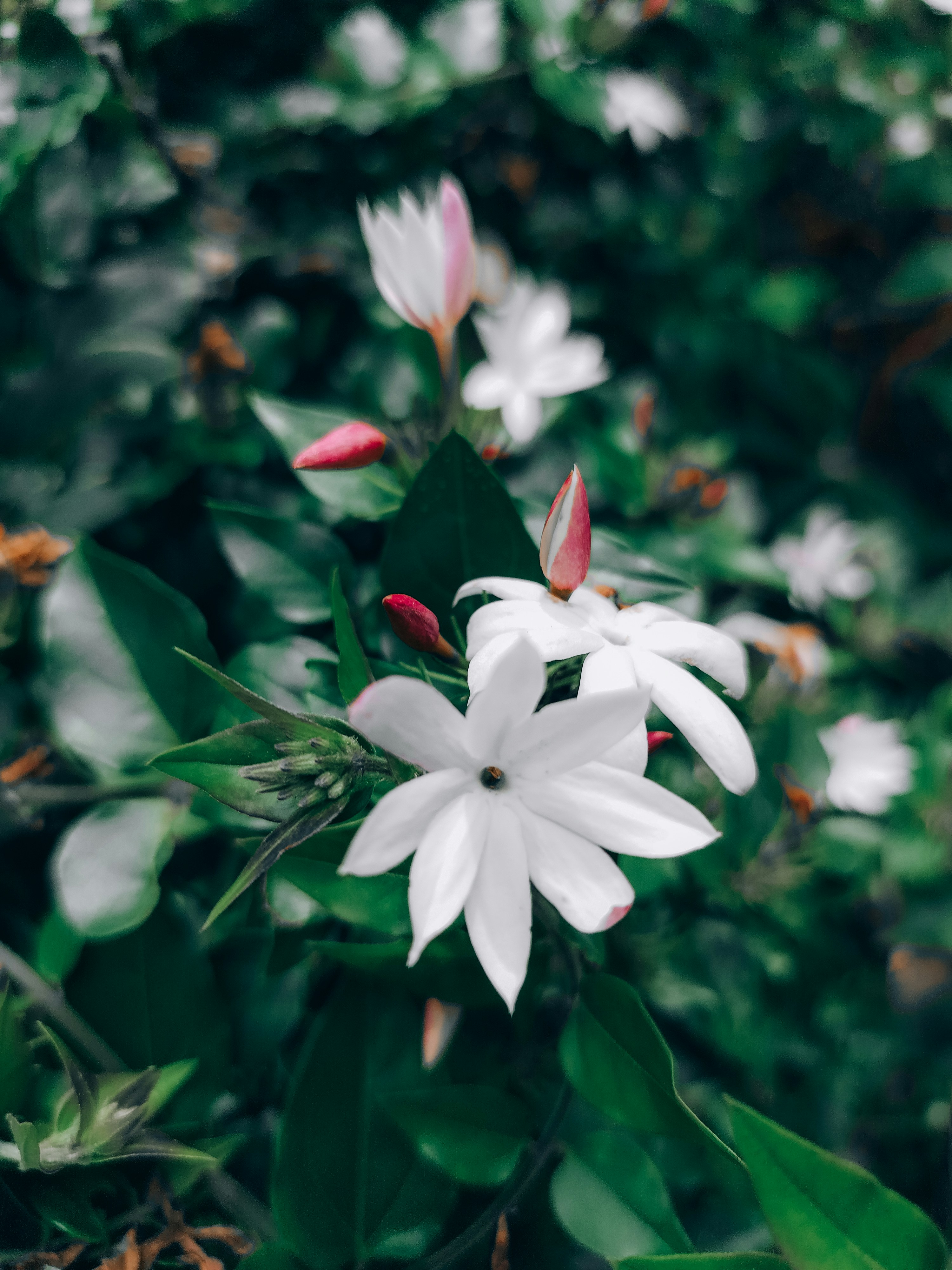 Sample photo from Honor X7b