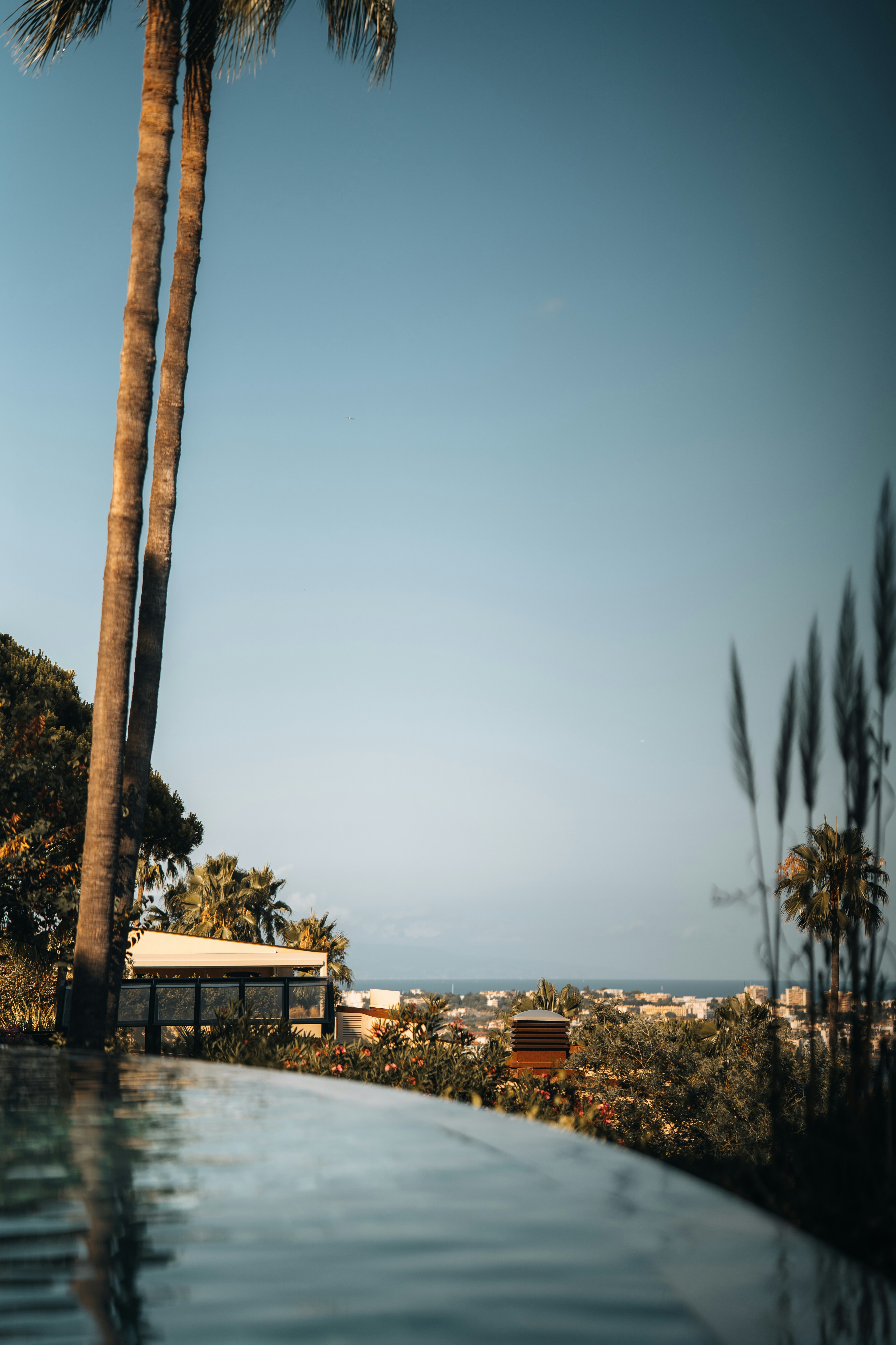 Two tall palm trees frame a tranquil infinity pool overlooking a lush landscape and distant ocean horizon.