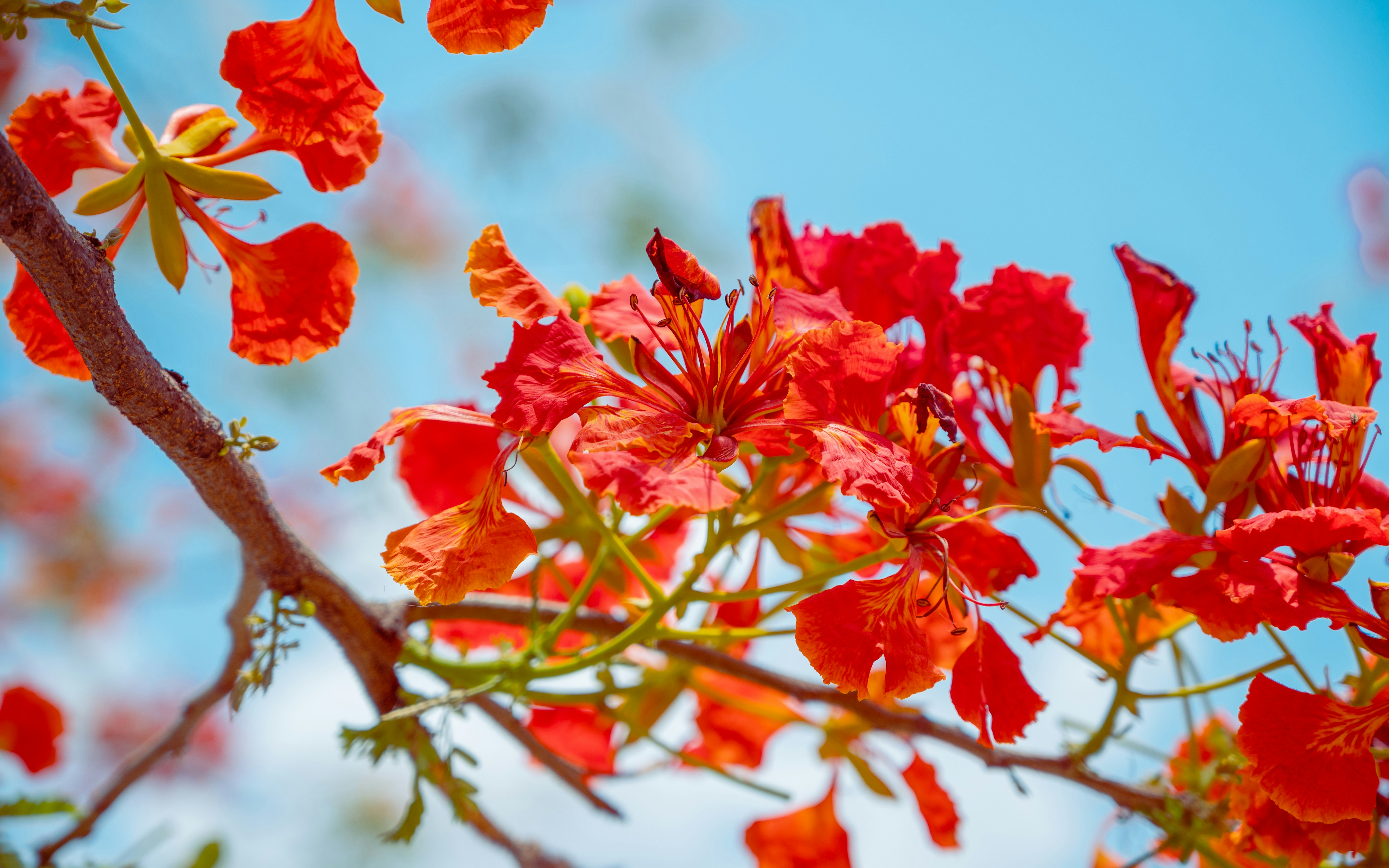 Vibrant red flowers bloom on a tree branch.