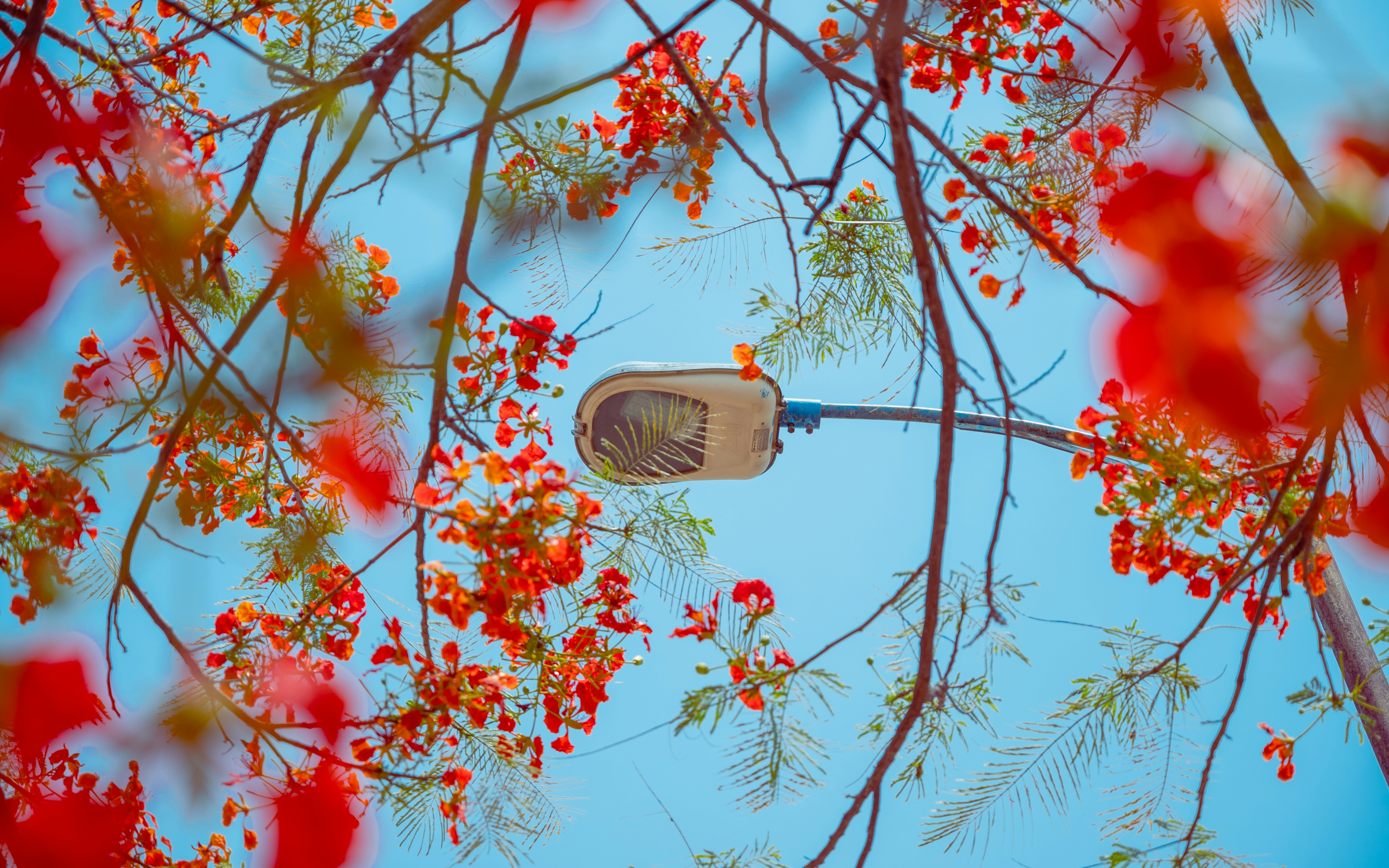 Scarlet Canopy Framed by a Quiet Streetlamp