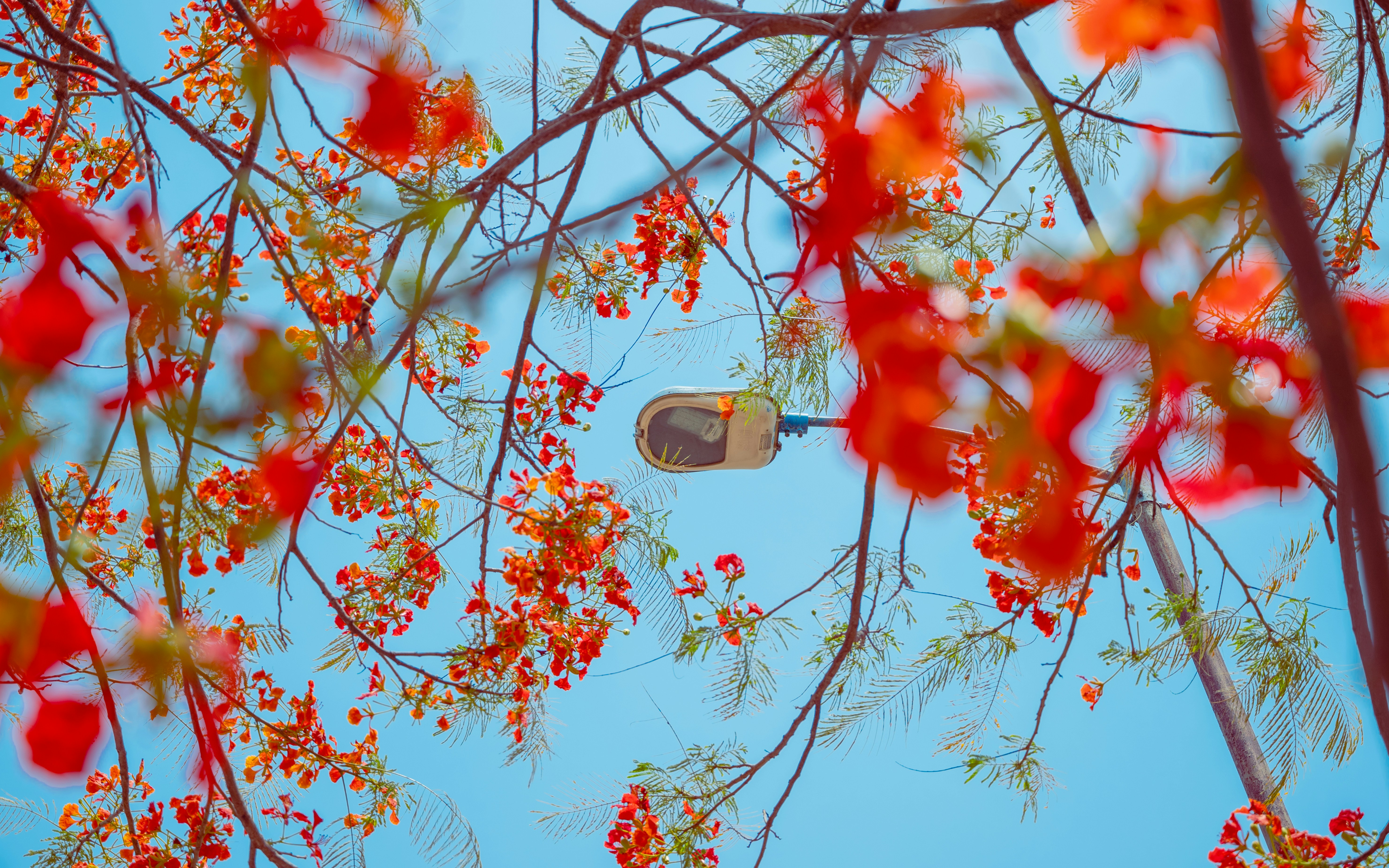 Floral Canopy Overhead: A Dance of Color and Light