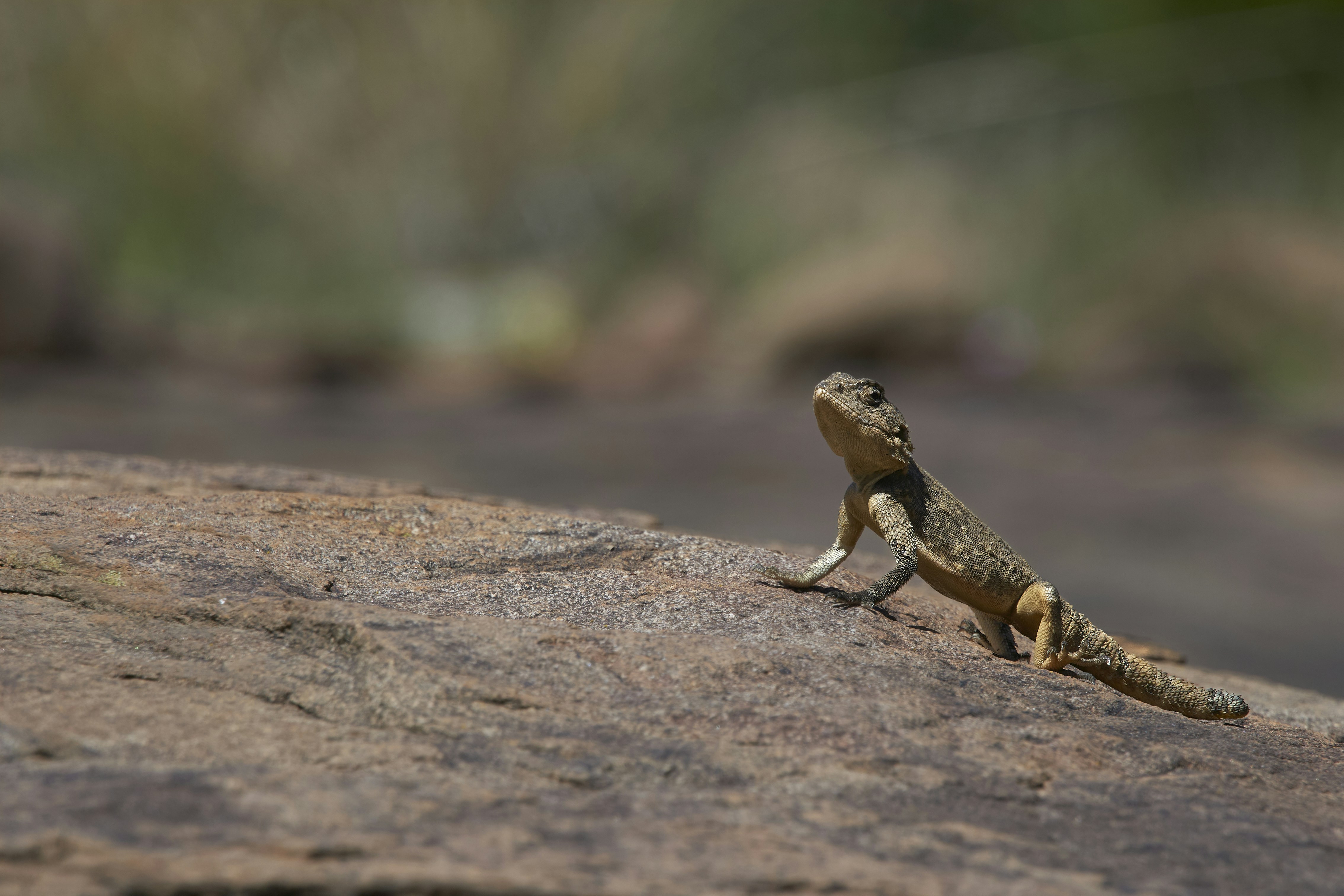 Desert Sentinel: A Lizard's Vigil