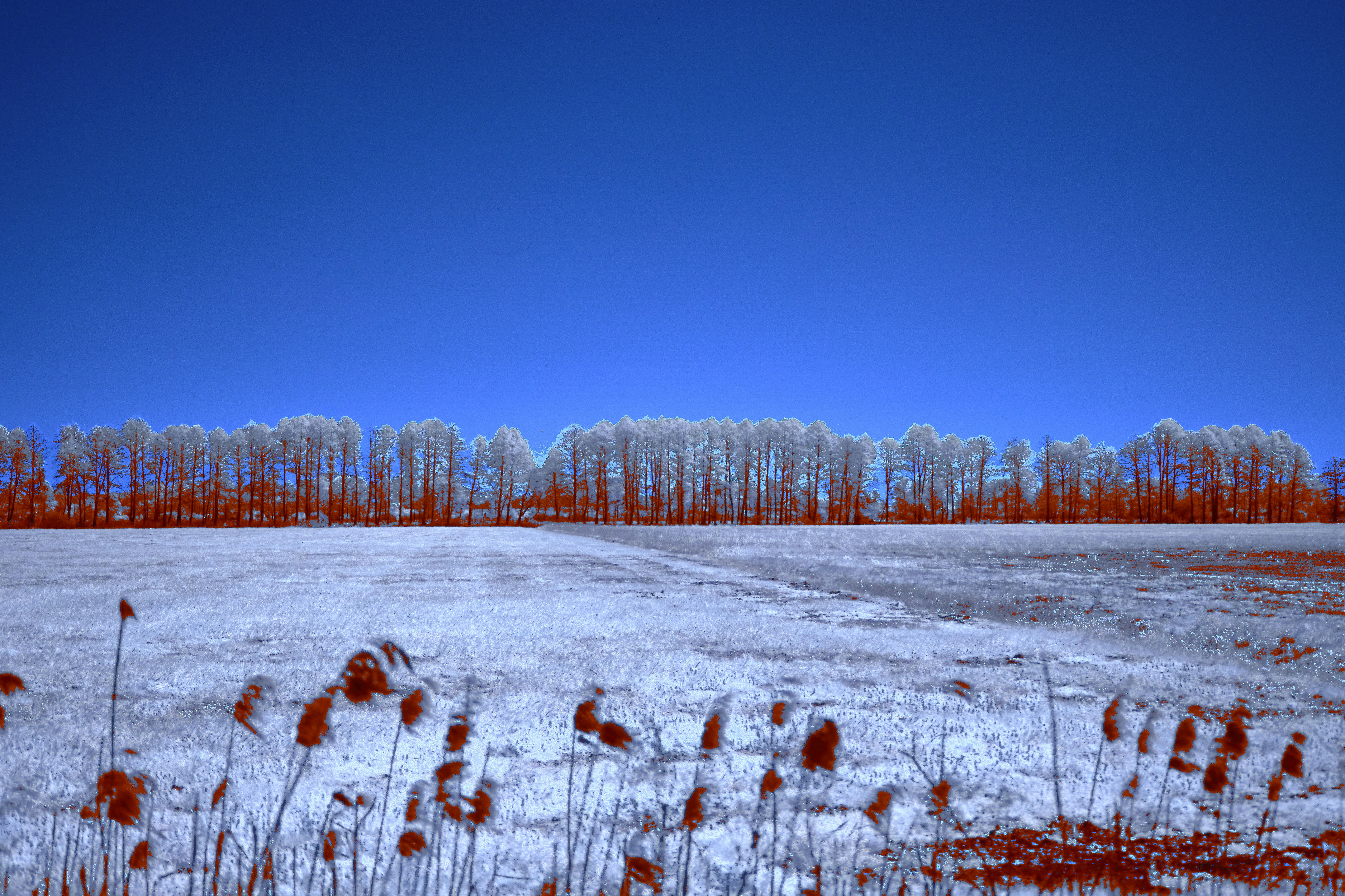 Field with reeds and trees under a blue sky