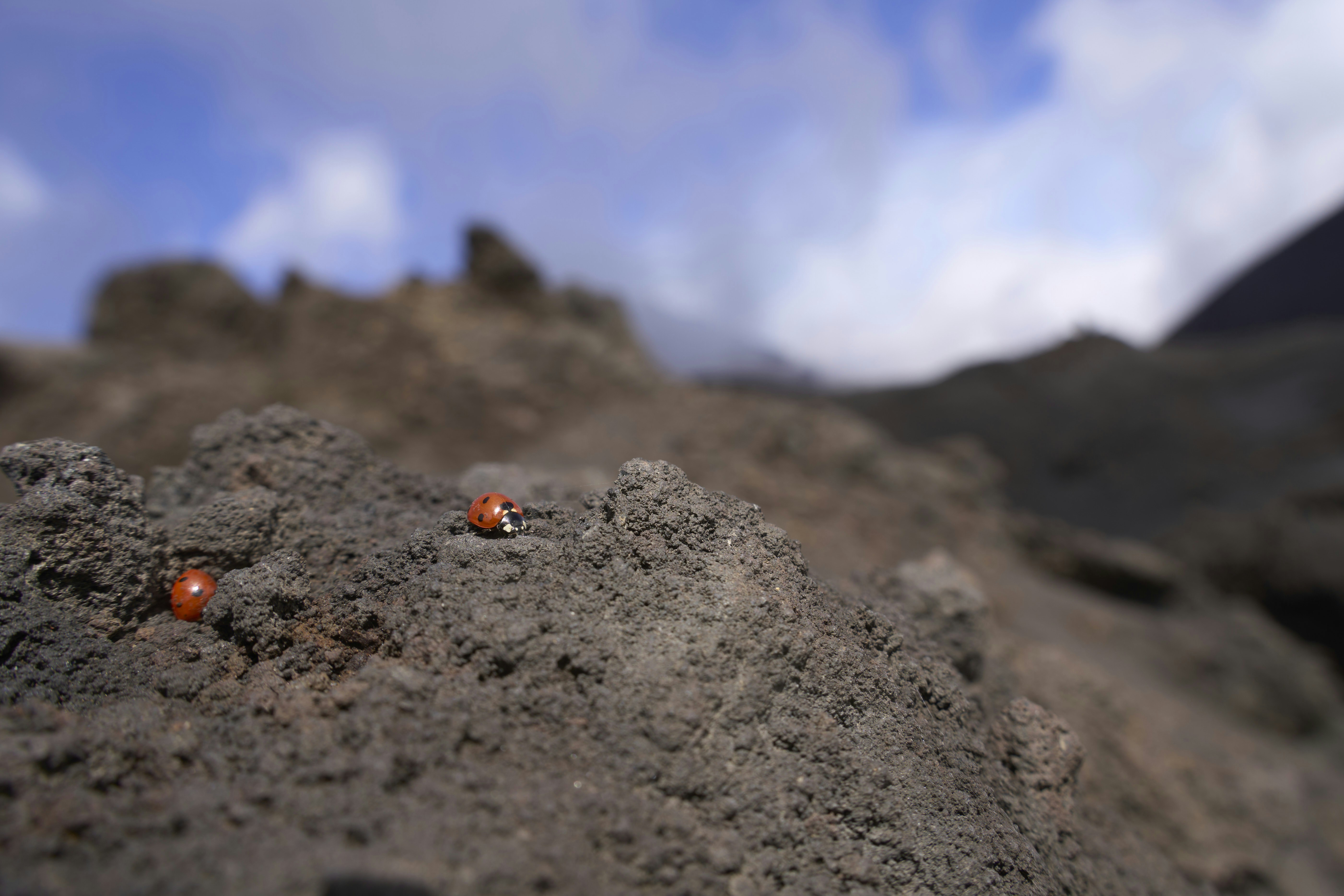 Two ladybugs on volcanic rock under a cloudy sky