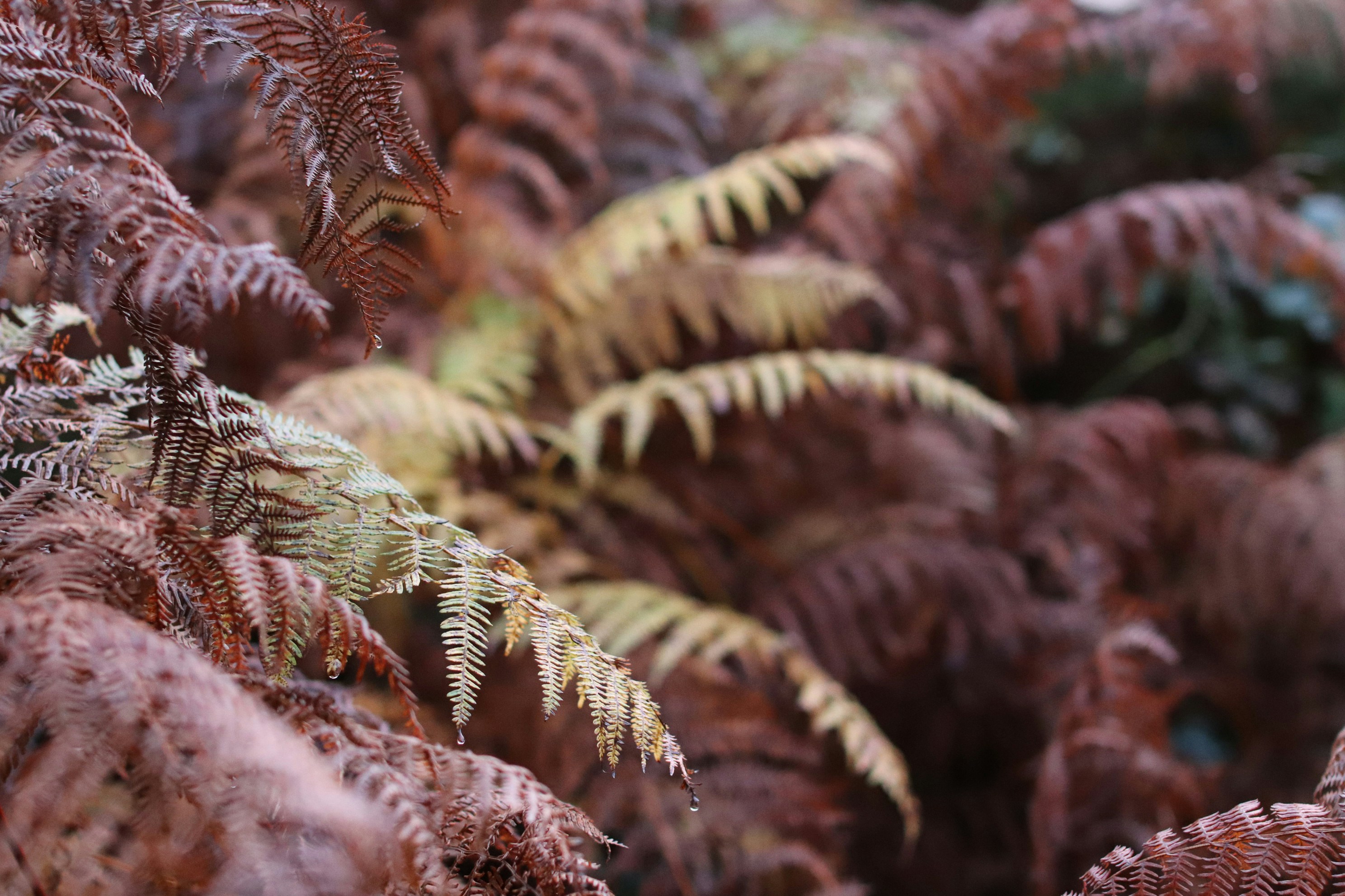 Whispers of Autumn: A Fern's Embrace