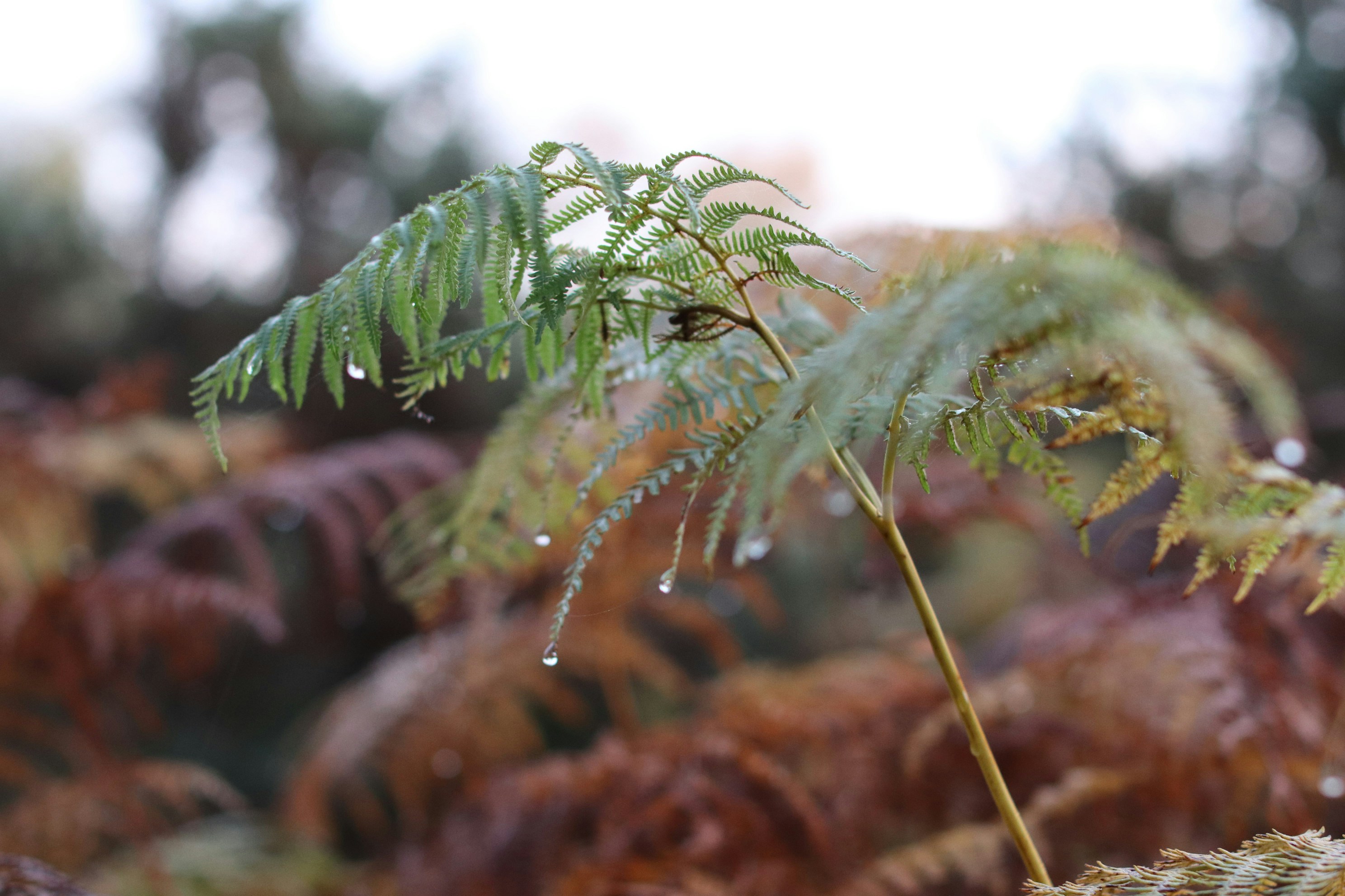 Emerging Resilience: A Fern's Journey