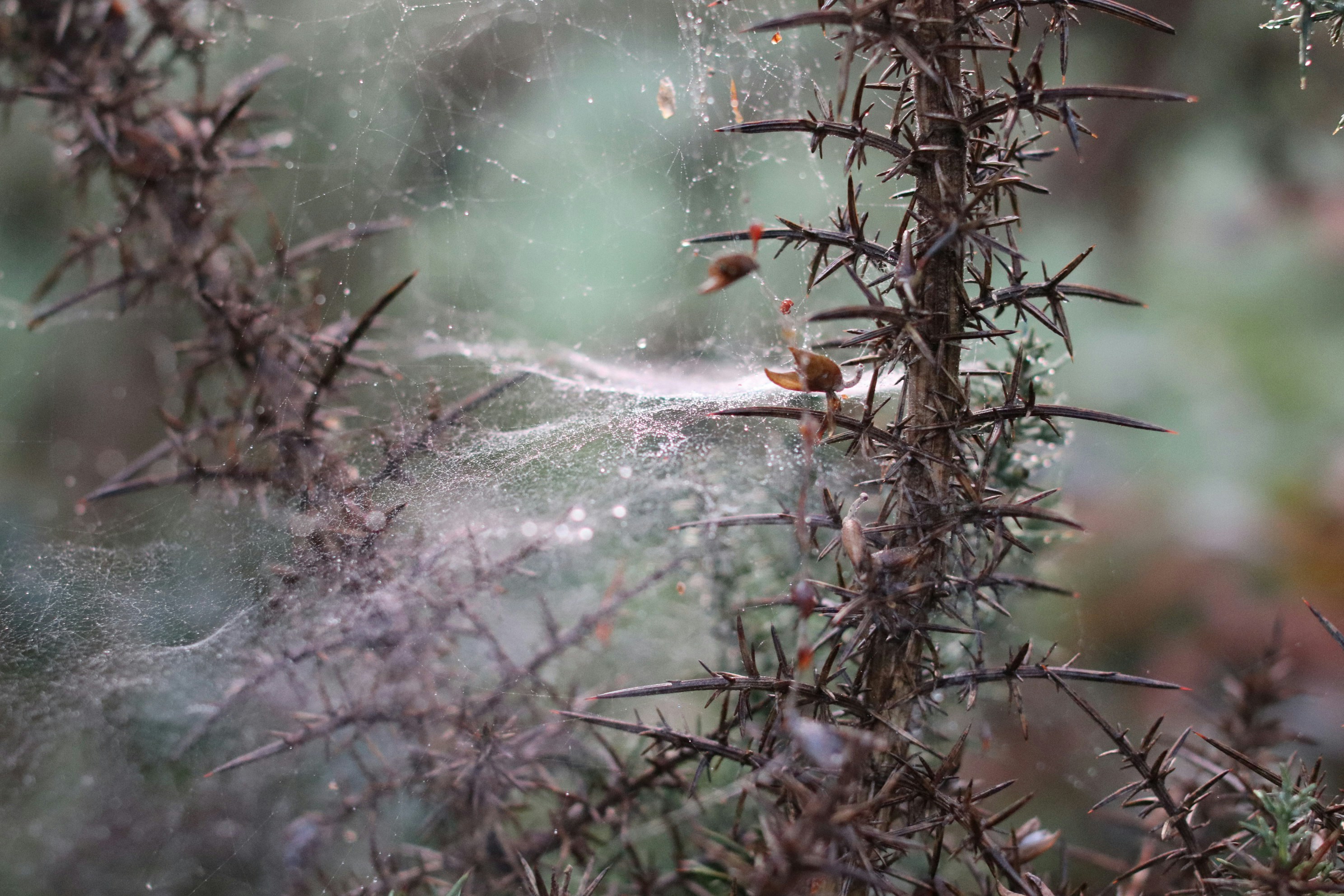 Nature's Intricate Web: A Study in Resilience