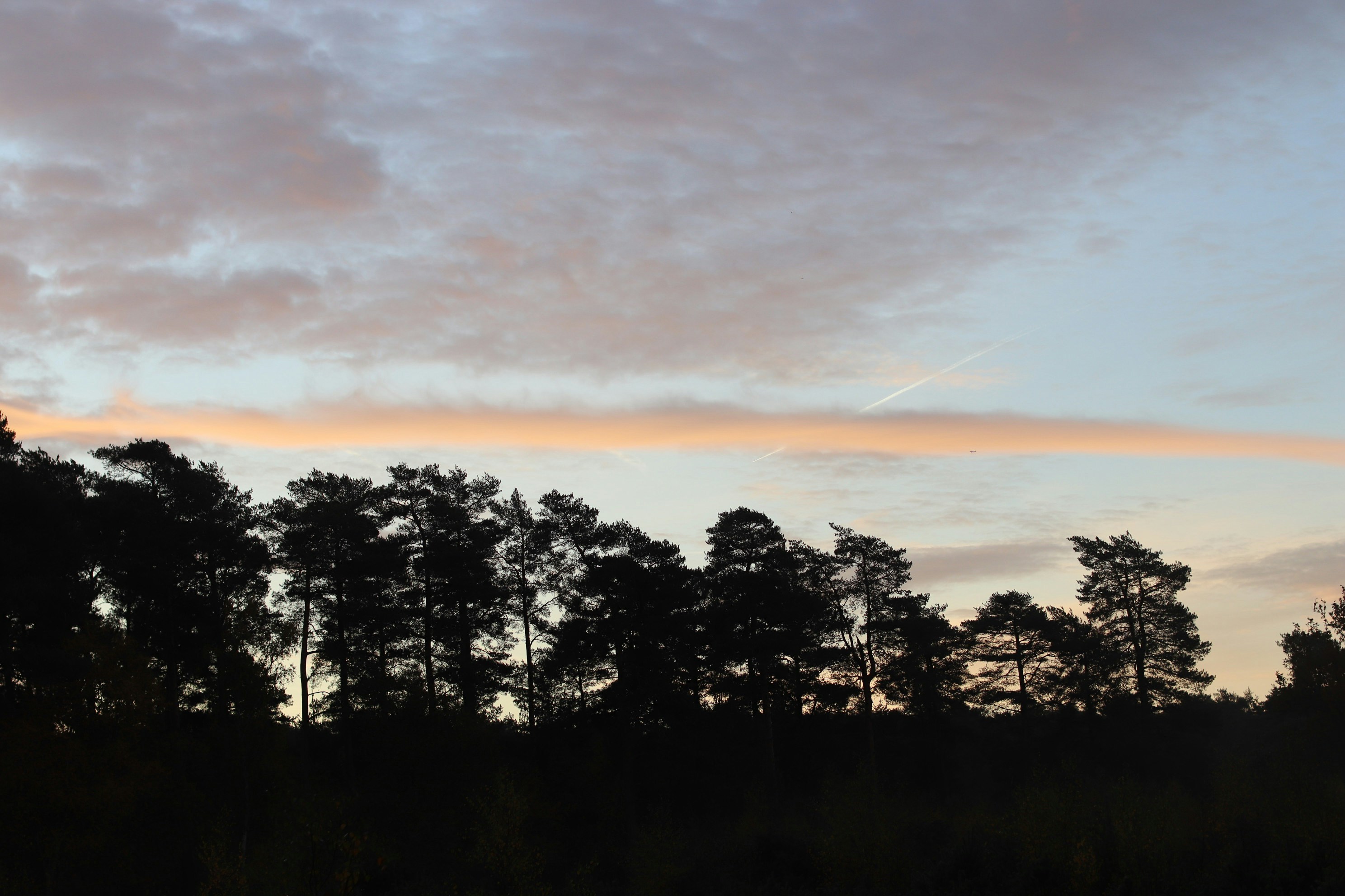 Silhouetted trees against a colorful sunset sky
