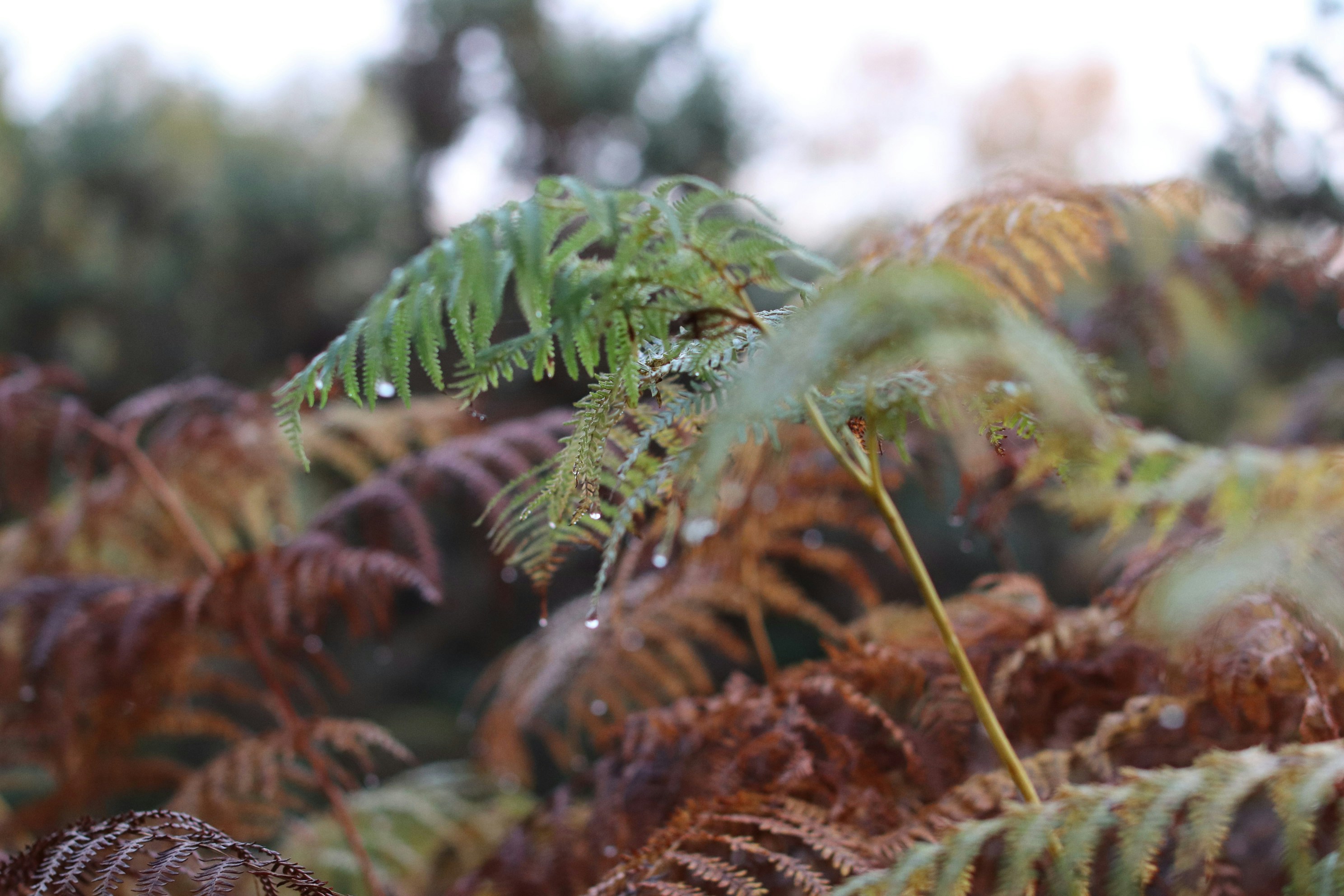 Wet fern fronds with water droplets in forest