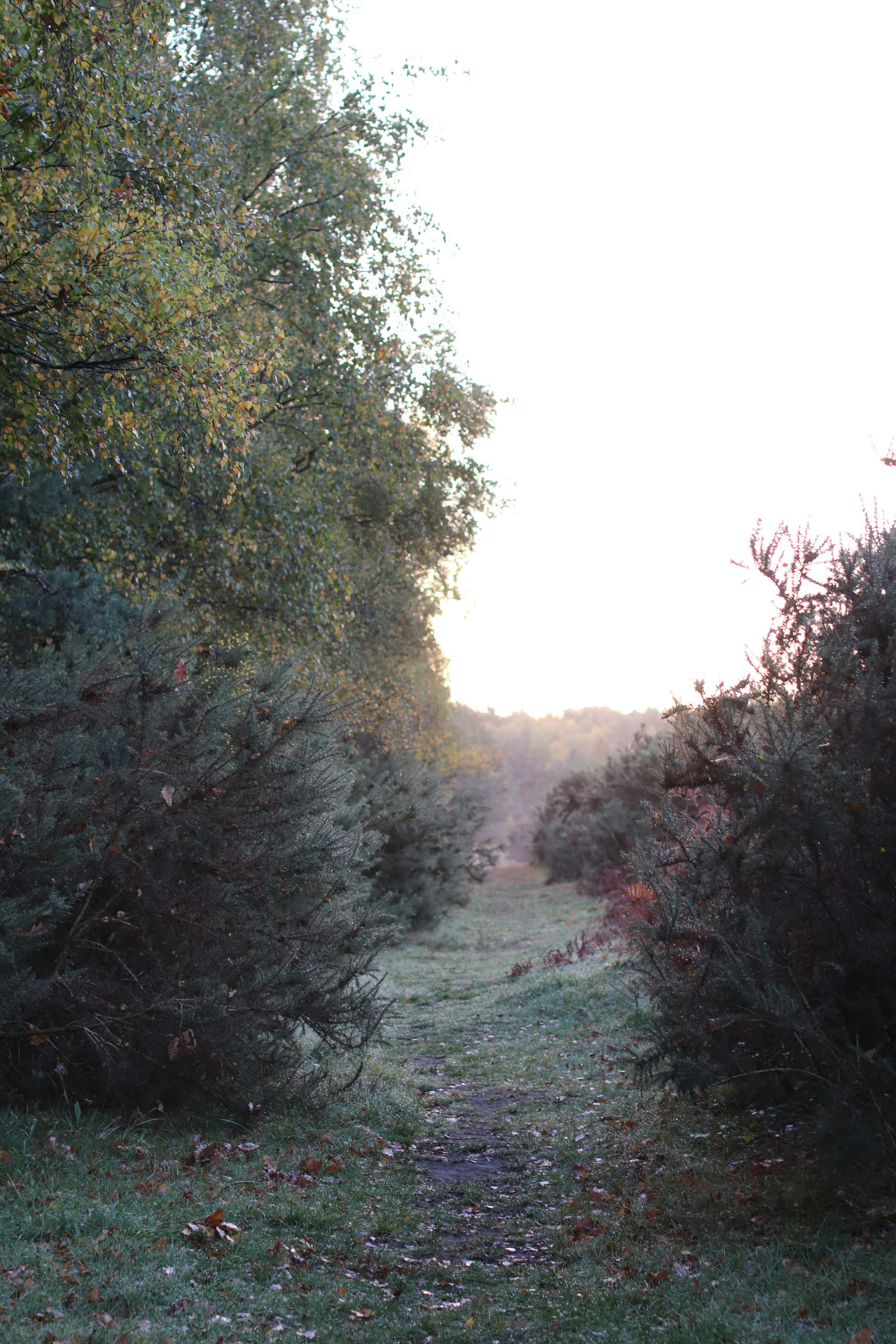 Whispers of the Dawn Path