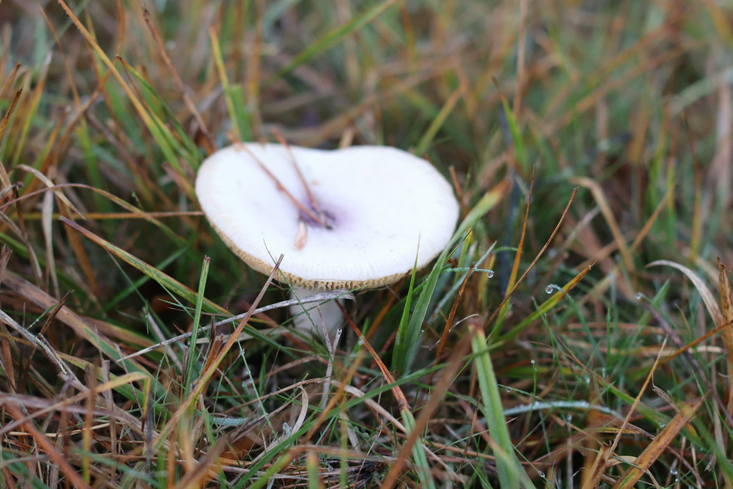 A single white mushroom growing in grass.