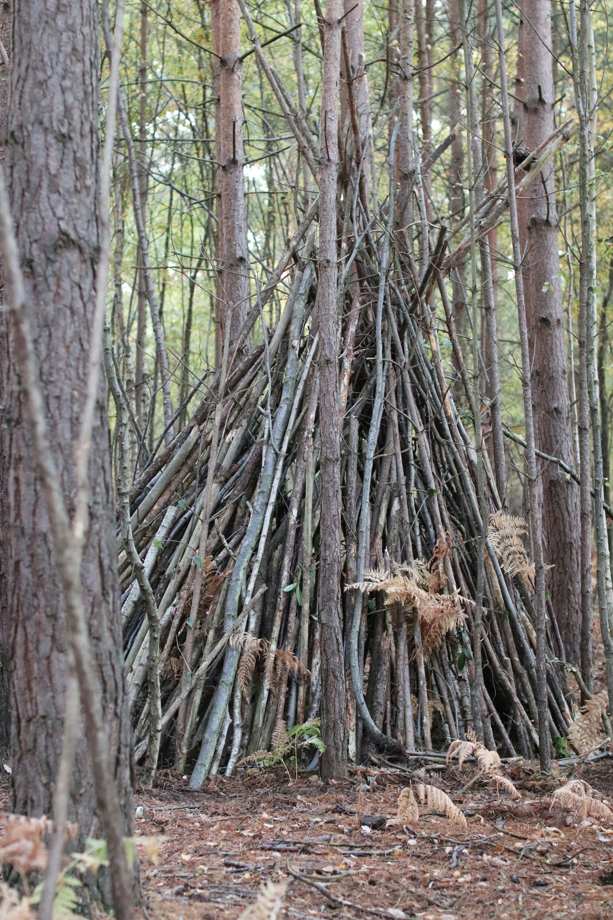 Nature's Shelter: A Woodland Construct