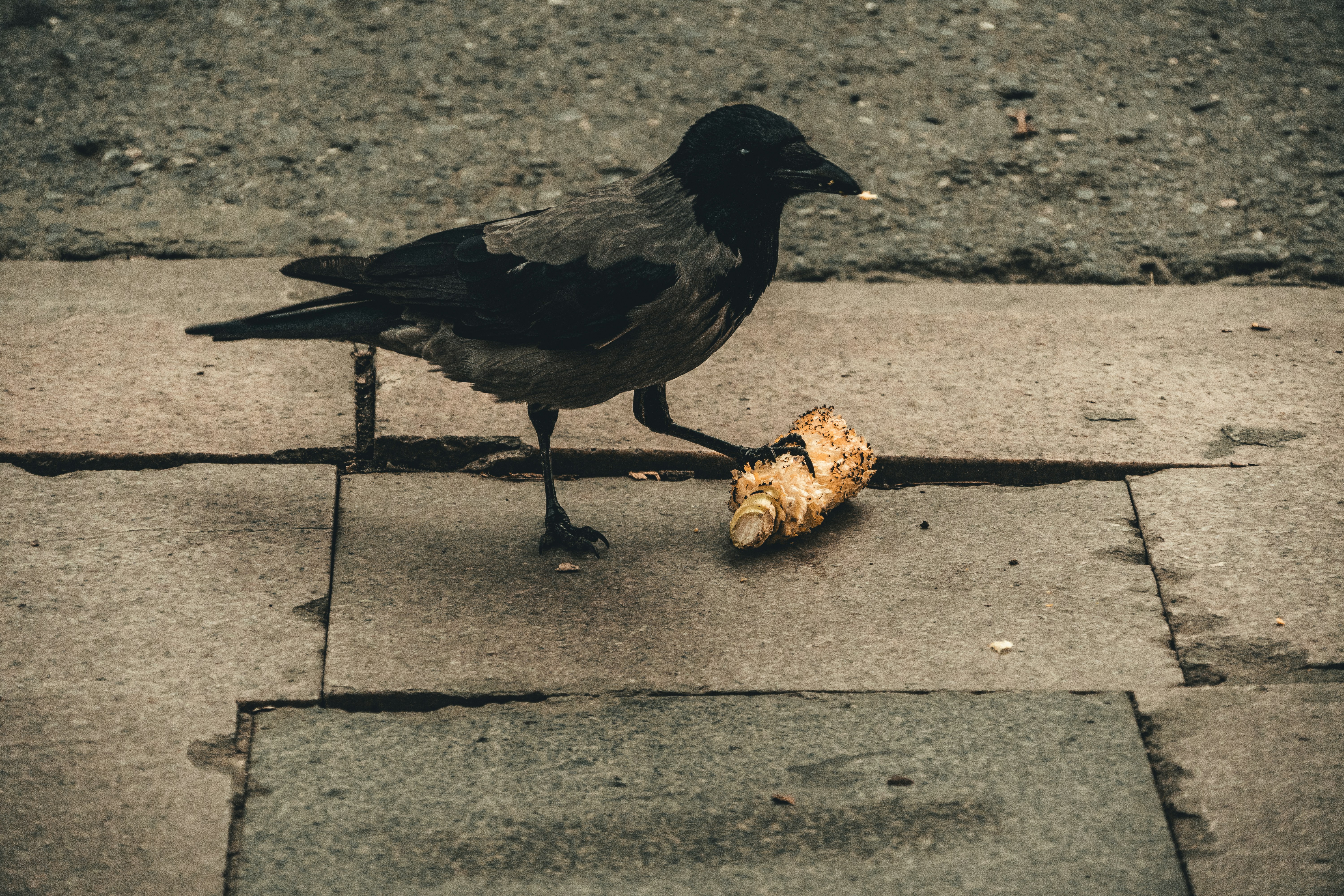 Urban Forager: A Crow's Culinary Quest