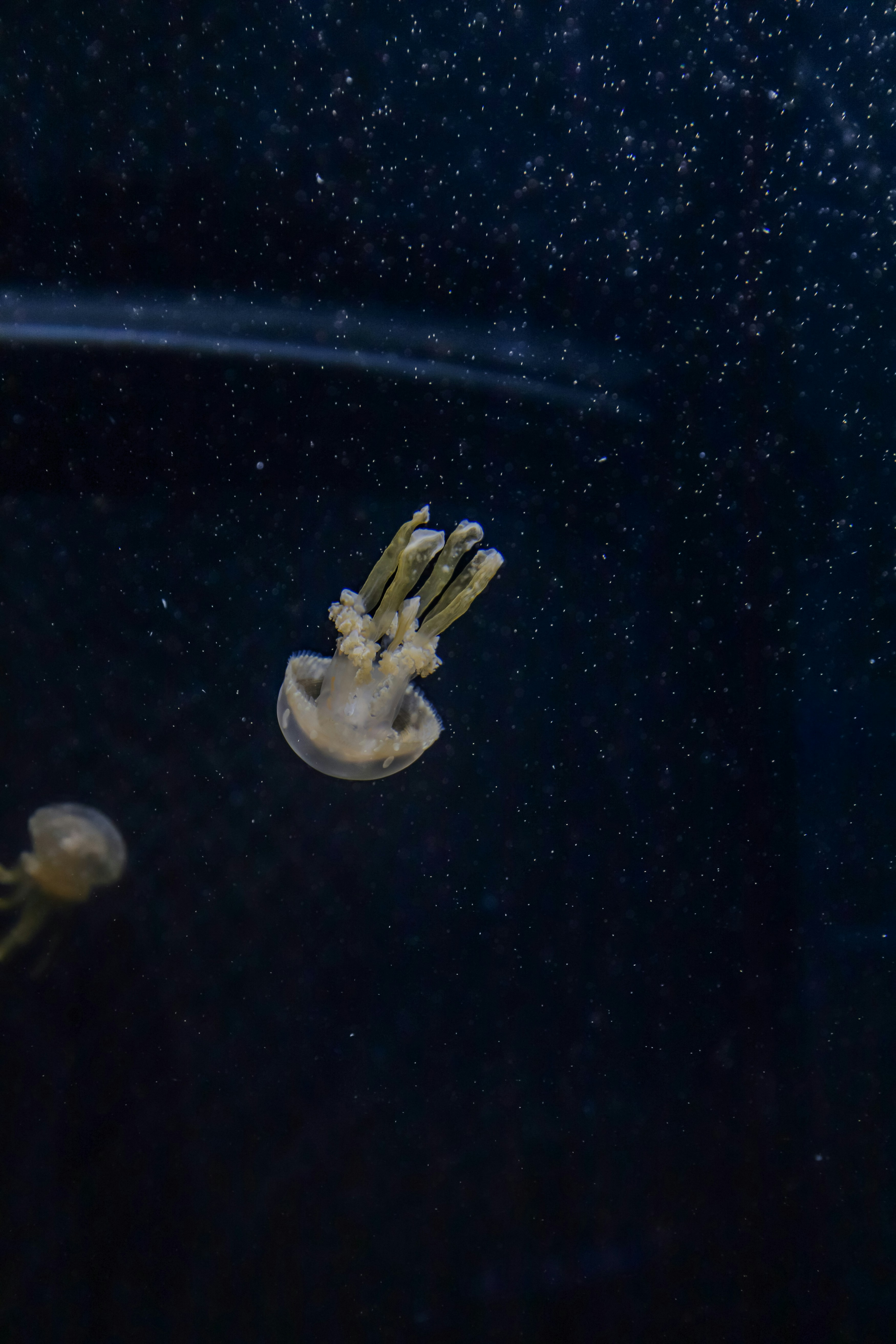 Ethereal Dance of the Jellyfish