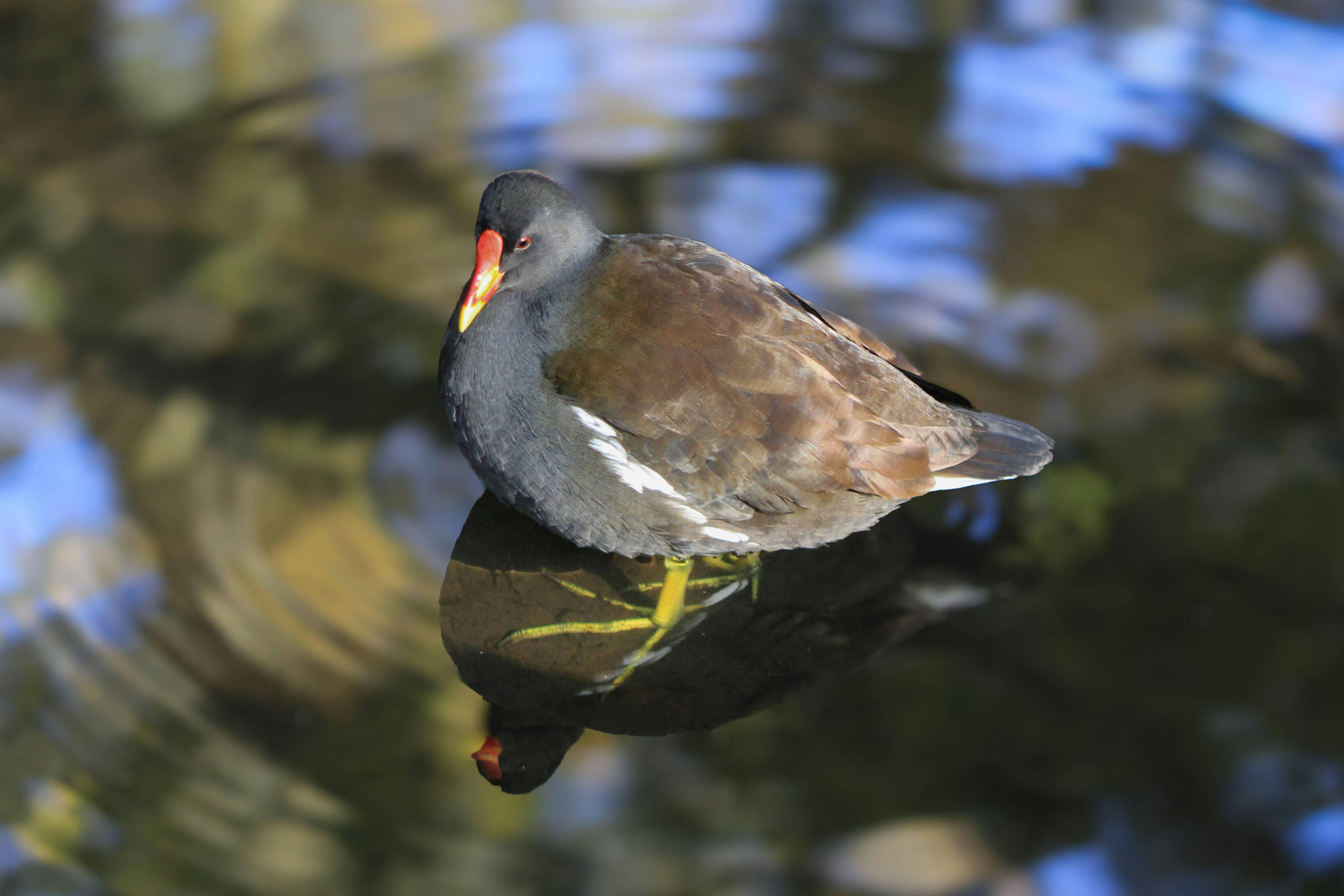 A moorhen rests on the reflective surface of water.