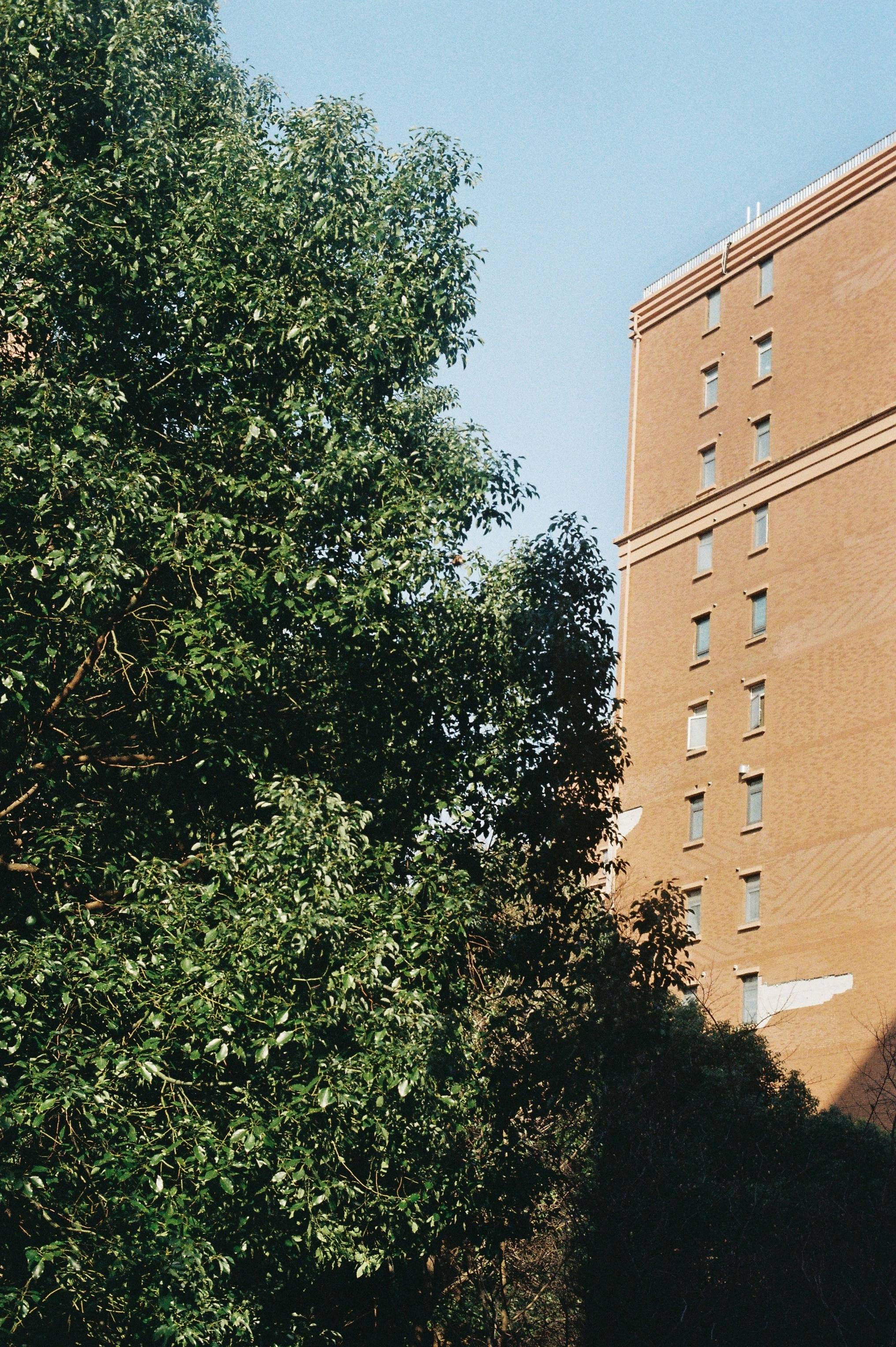 Urban Greenery Meets Architectural Lines