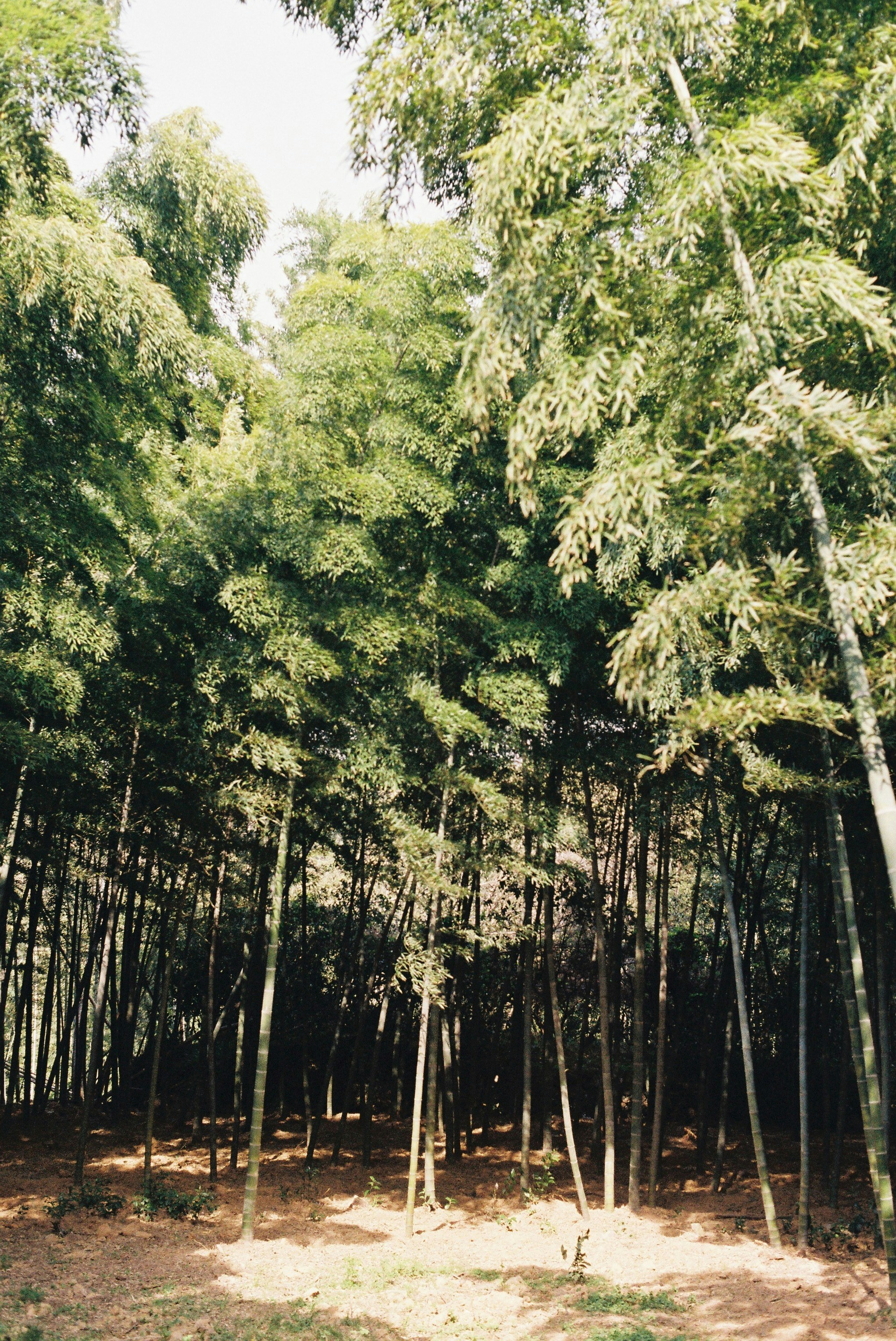 Tall bamboo stalks grow in a dense forest.