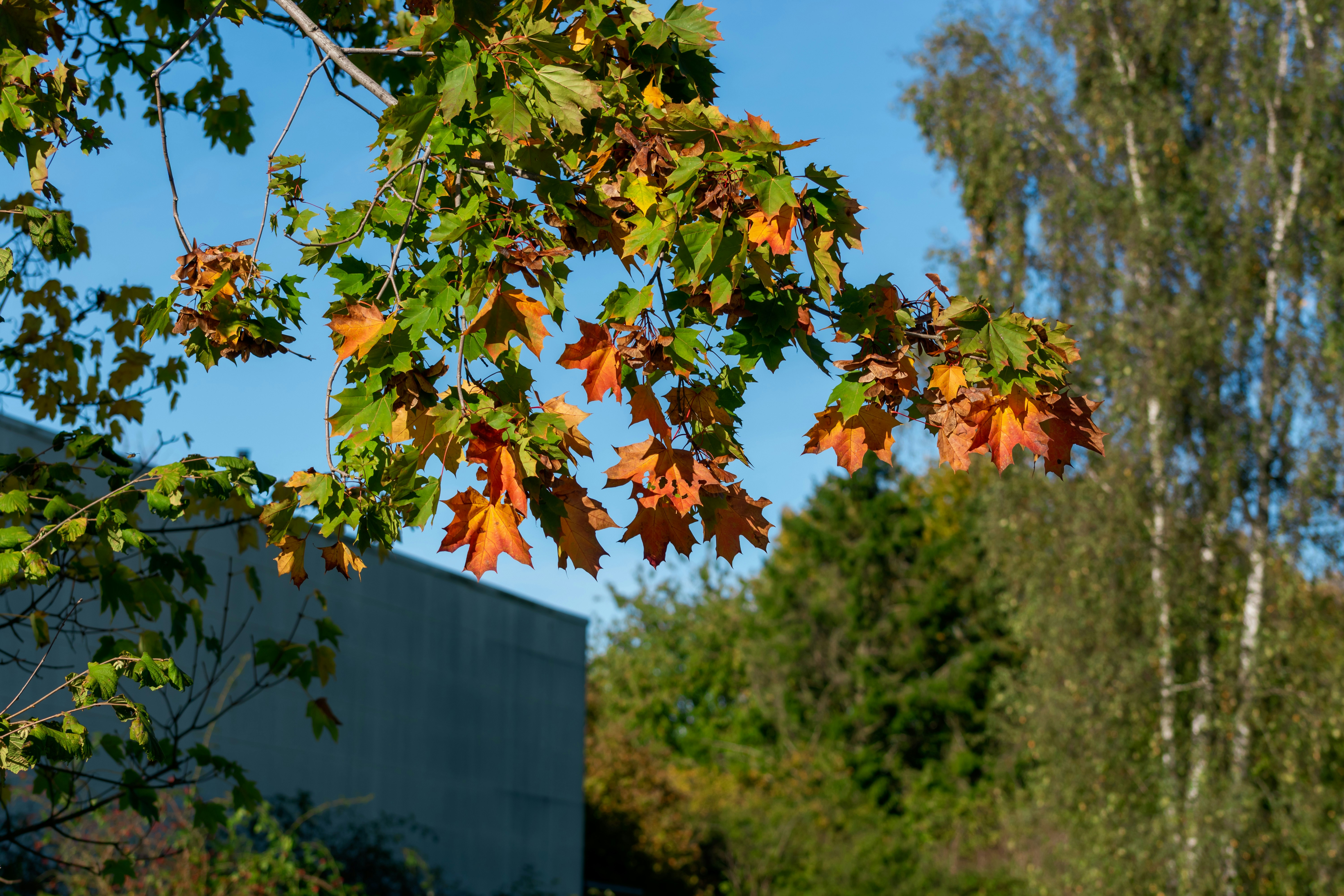 Vibrant autumn leaves in shades of orange and green sway gently against a clear blue sky, framed by a subtle backdrop of foliage.