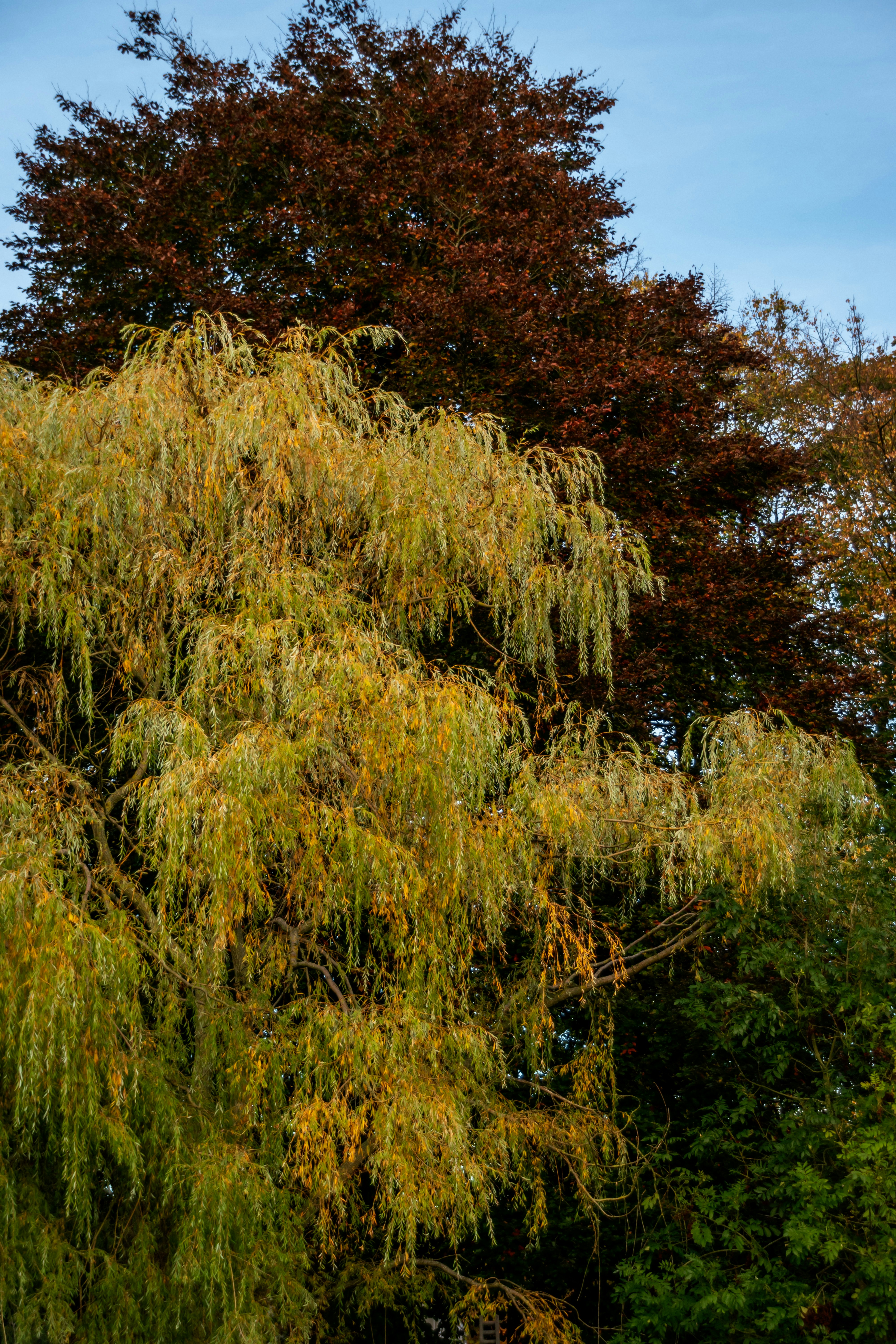 Autumn's Embrace: A Tapestry of Colorful Foliage