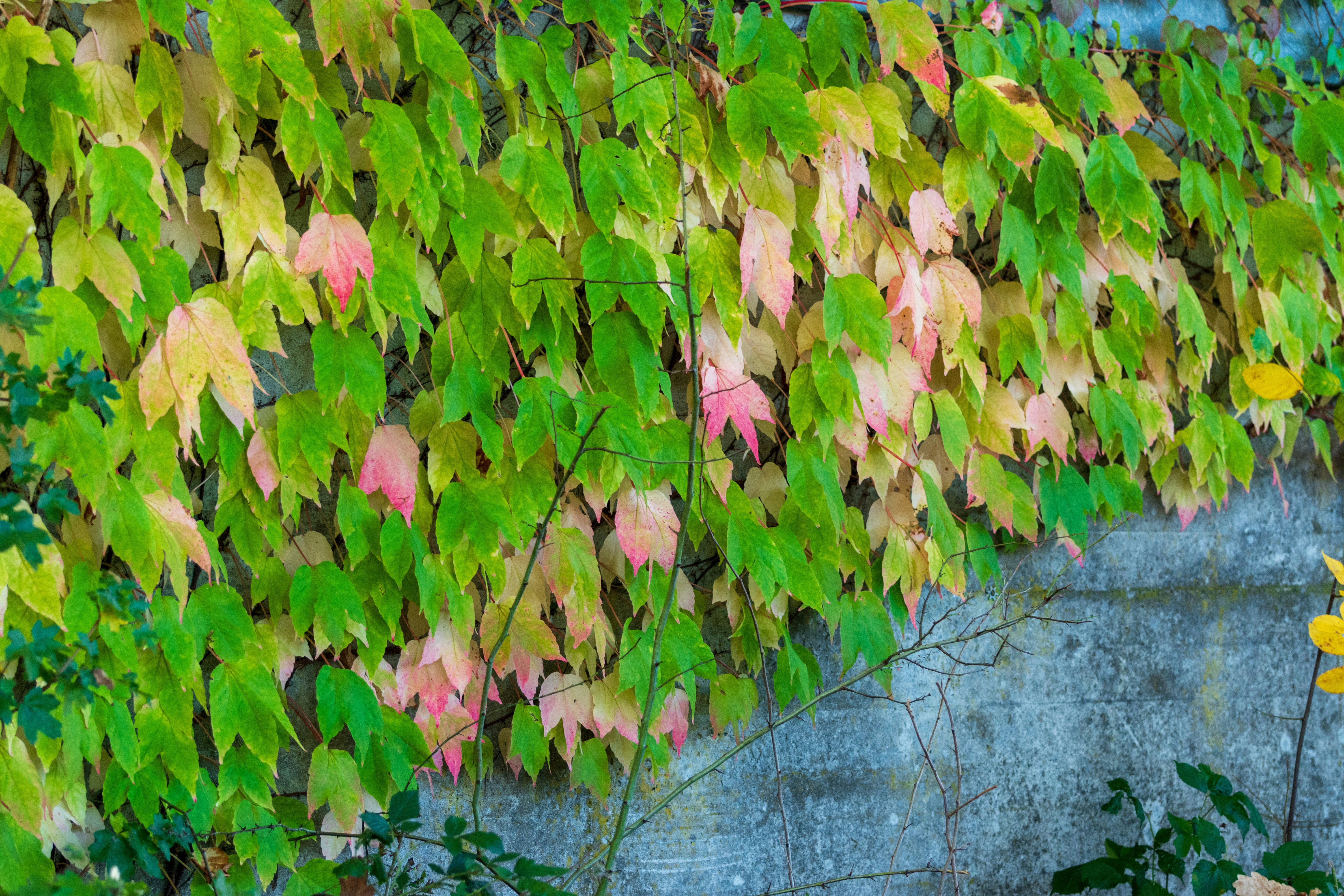 Nature's Tapestry: The Transition of Ivy
