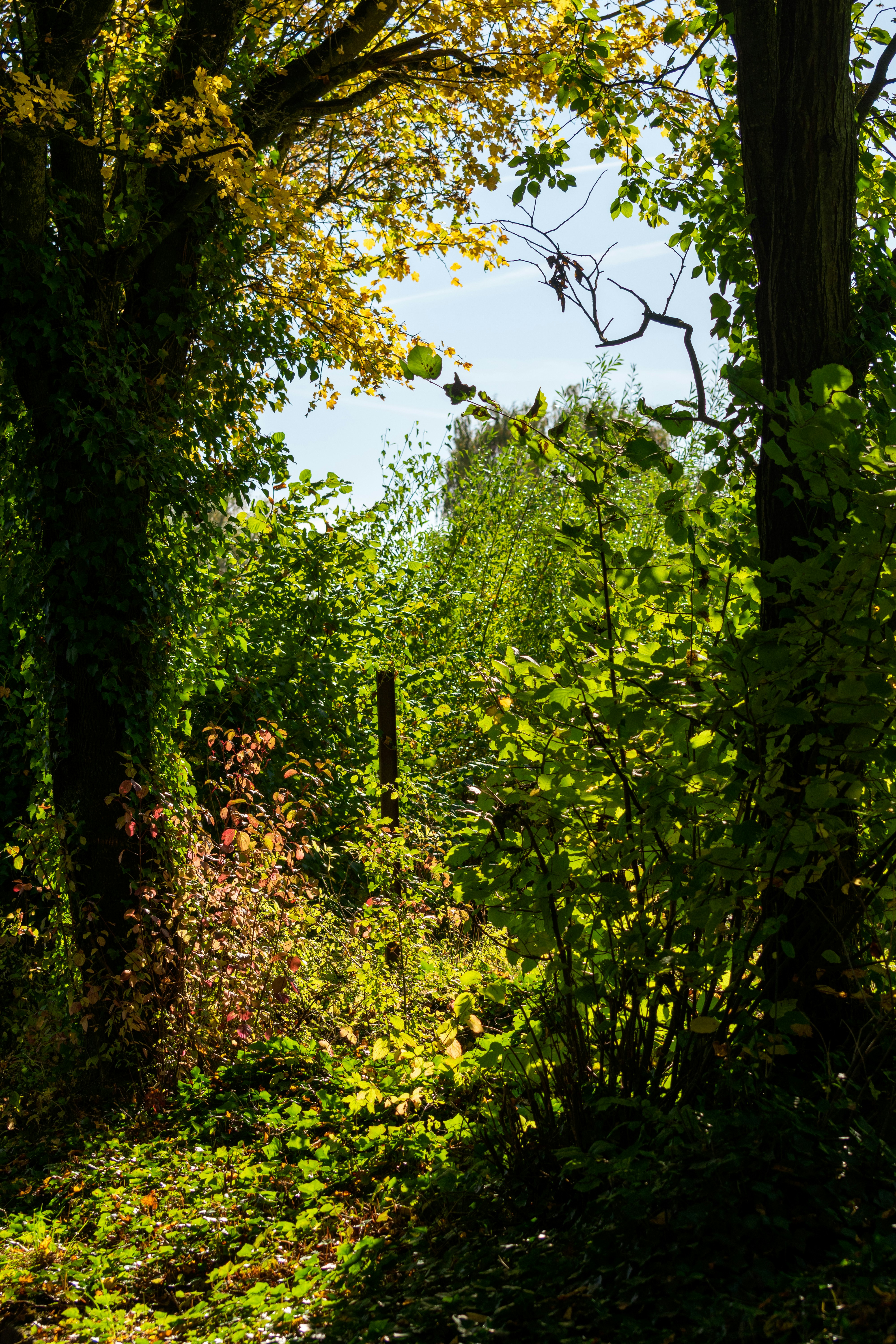 Sunlit forest path with lush green foliage
