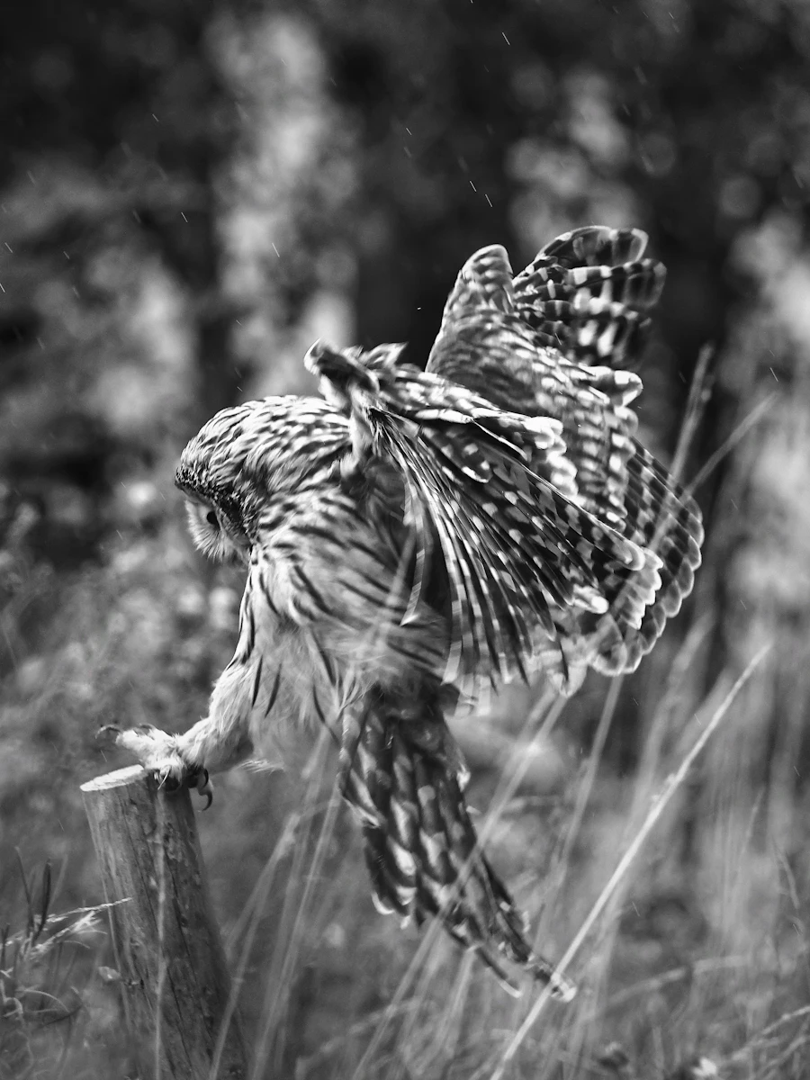 Black-and-white owl with wings spread as it lands on a wooden post, surrounded by blurred grass and forest background.