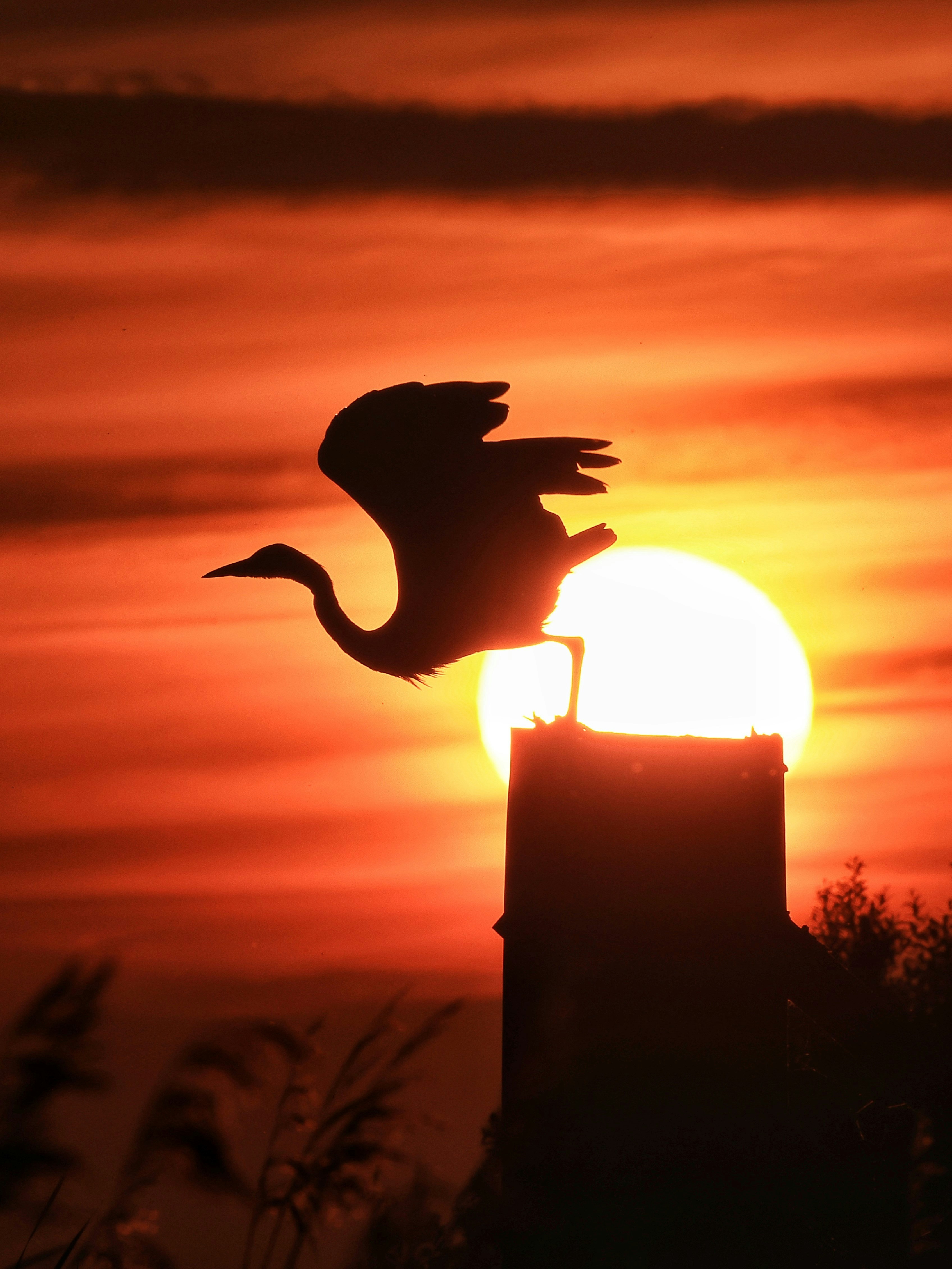 Silhouette of a bird on a structure at sunset