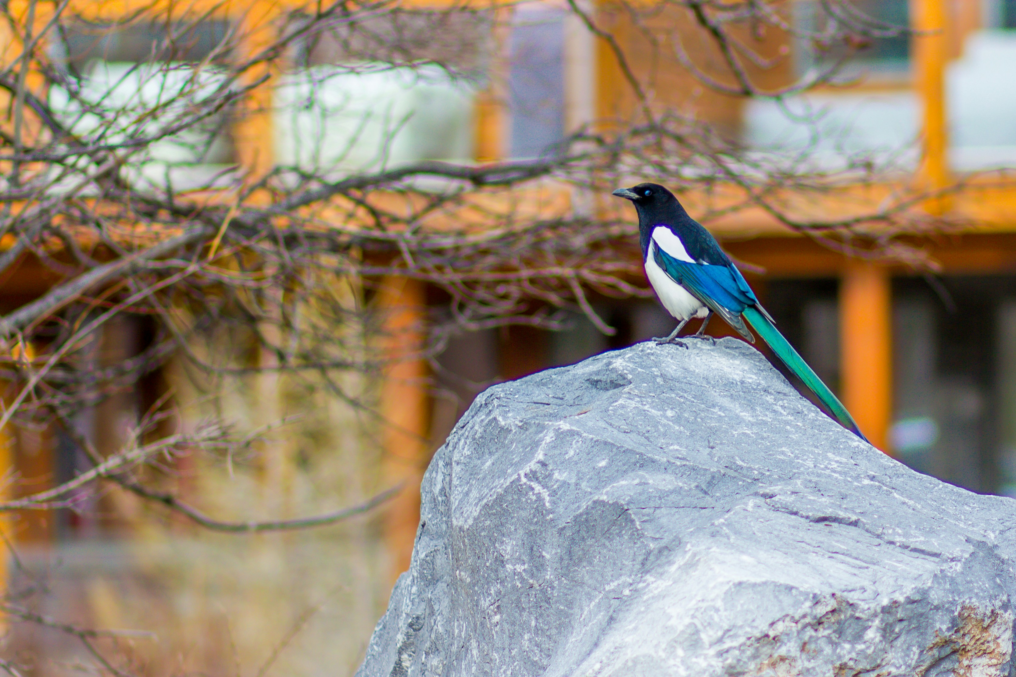 A magpie perched gracefully on a rock, set against a backdrop of modern architecture. The contrast of nature and urban design is striking.