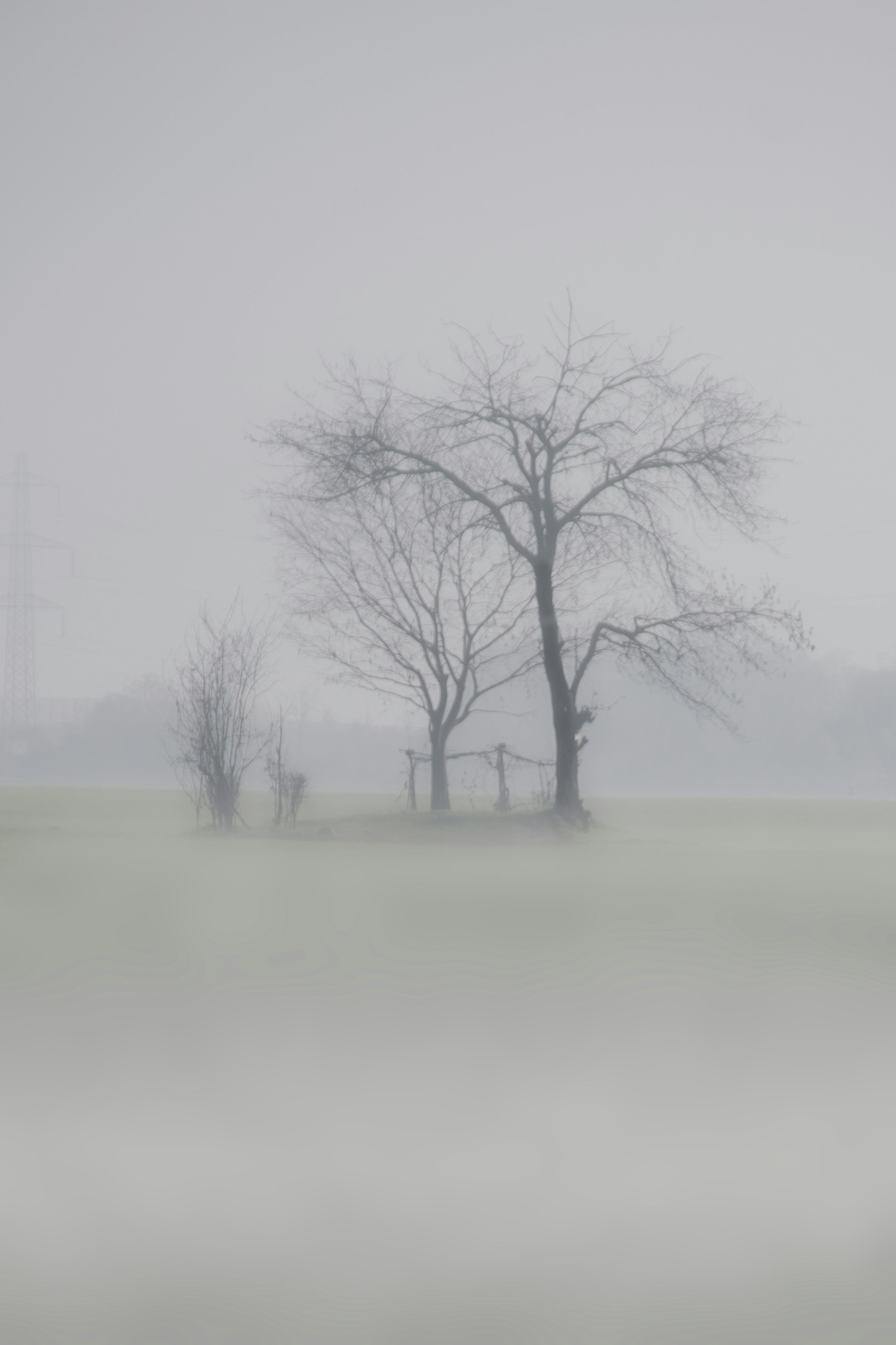 Fog.. | Bare trees in a foggy field at dawn
