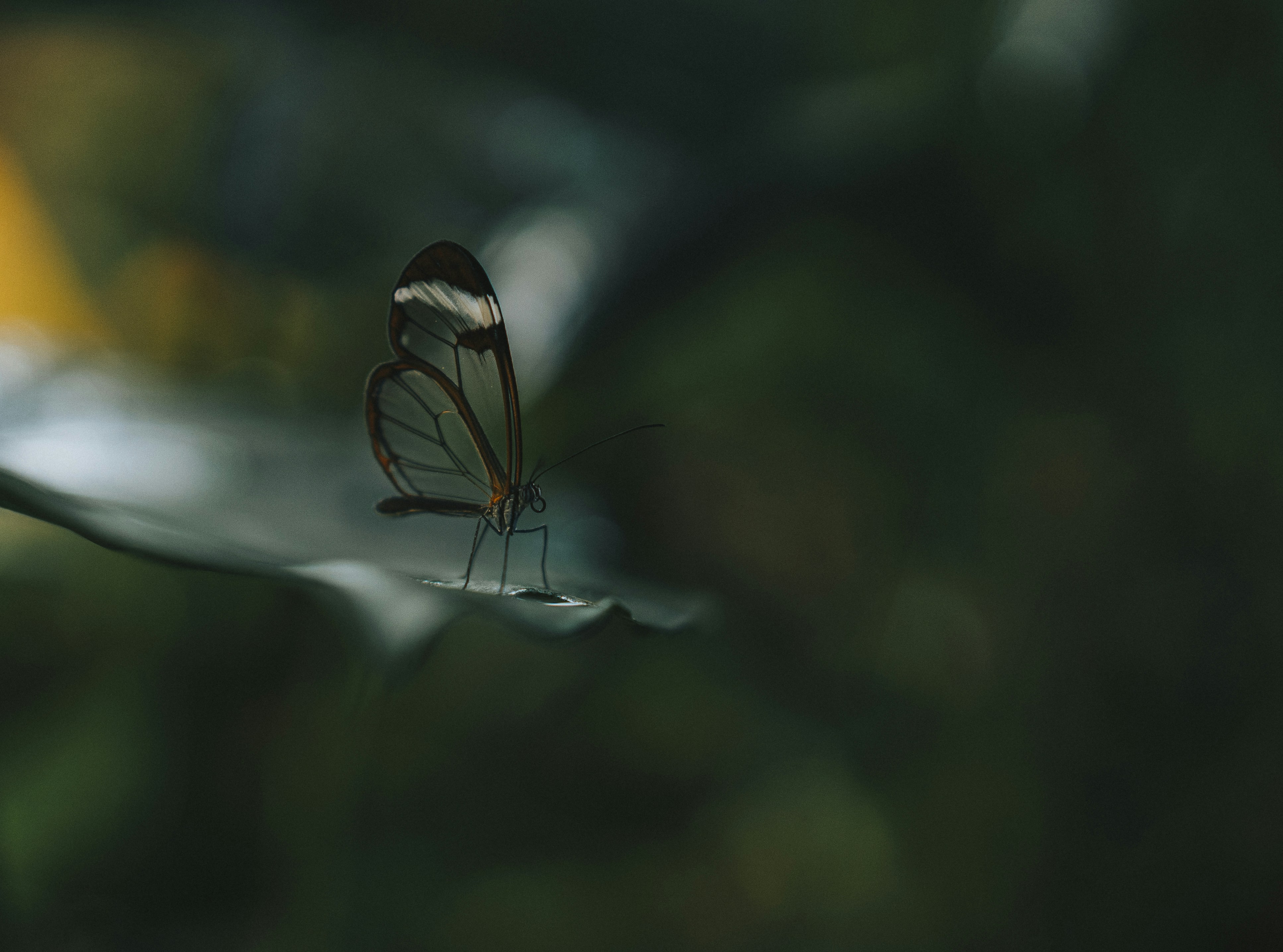 Whispers of Nature: The Glasswing's Delicate Dance