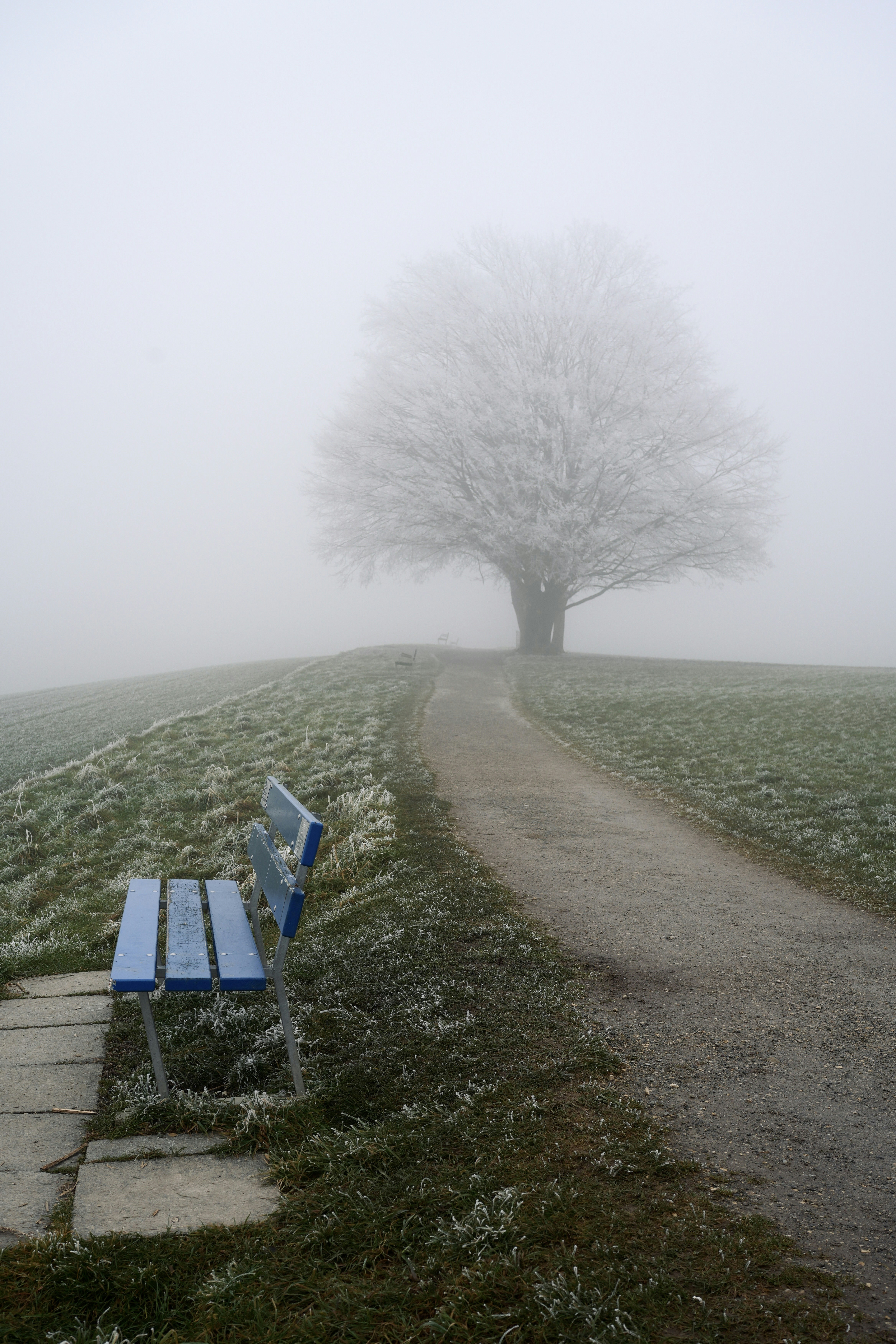 A lone tree shrouded in fog beside a park bench. photo – Free Winter Image on Unsplash